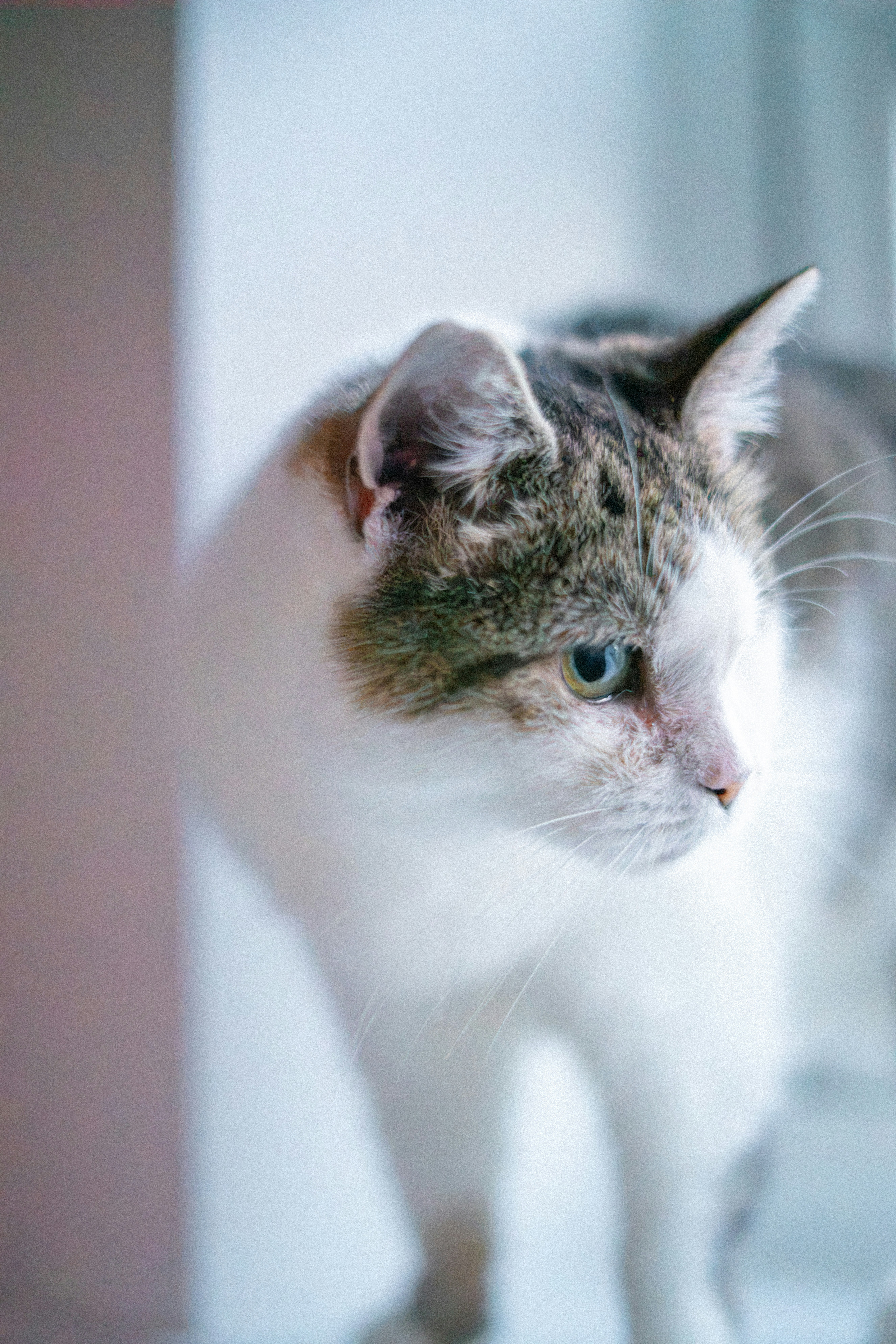 Soft Focus Watcher: A Cat’s Side Glance by the Window