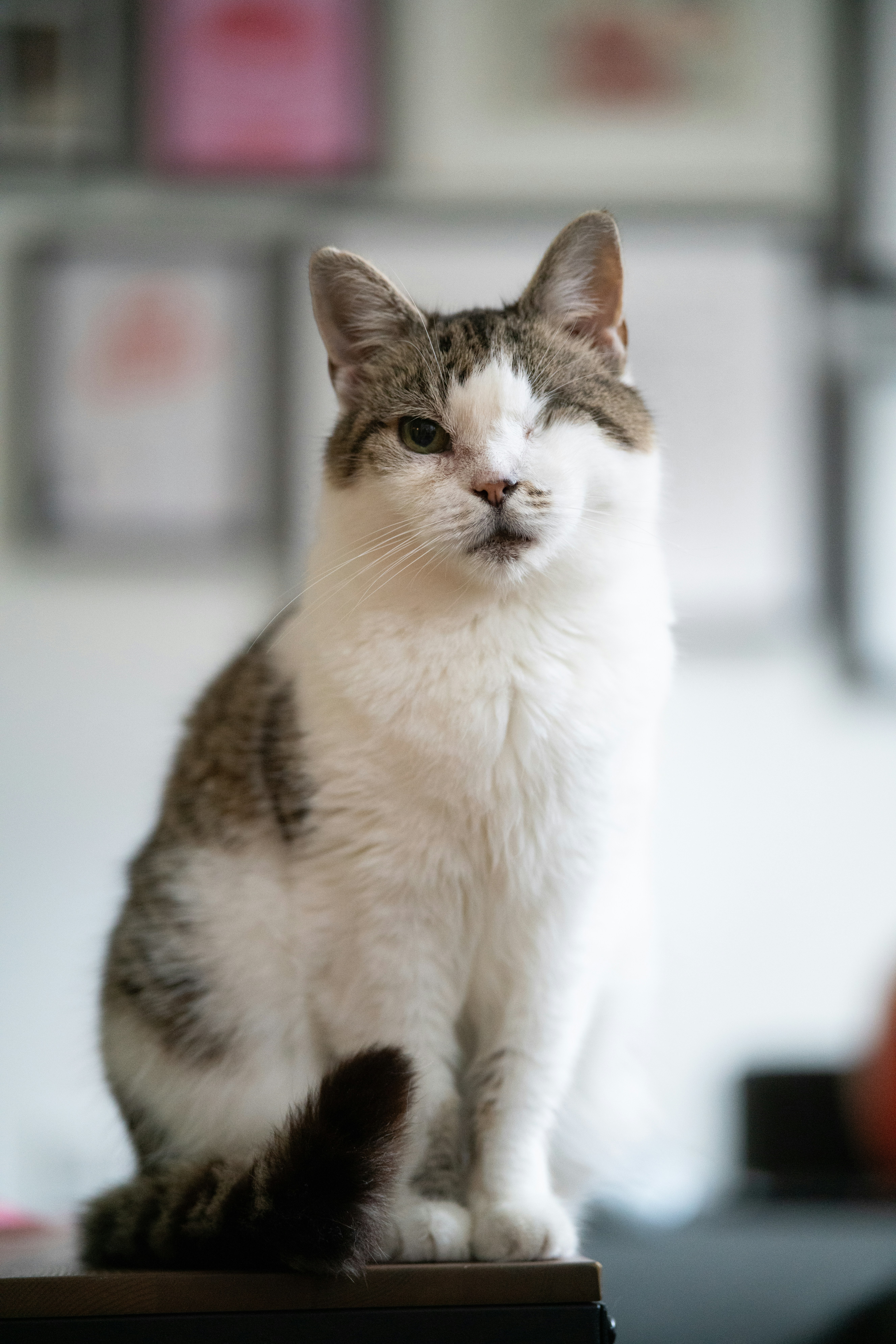 Portrait of a Curious Cat: Soft Focus in a Quiet Studio