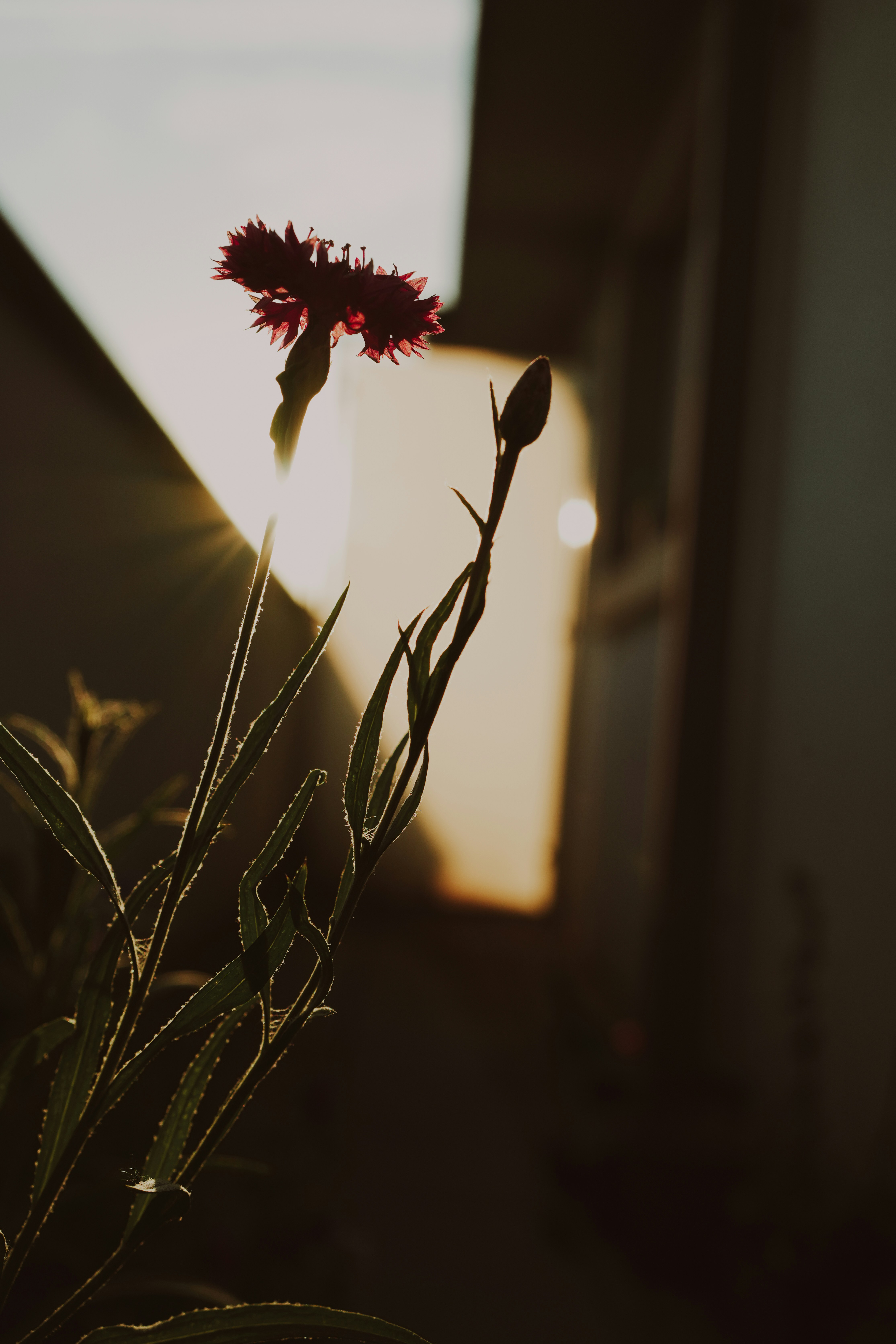 Dawn Bloom: A Sunlit Crescent Framed by Thorn and Stem