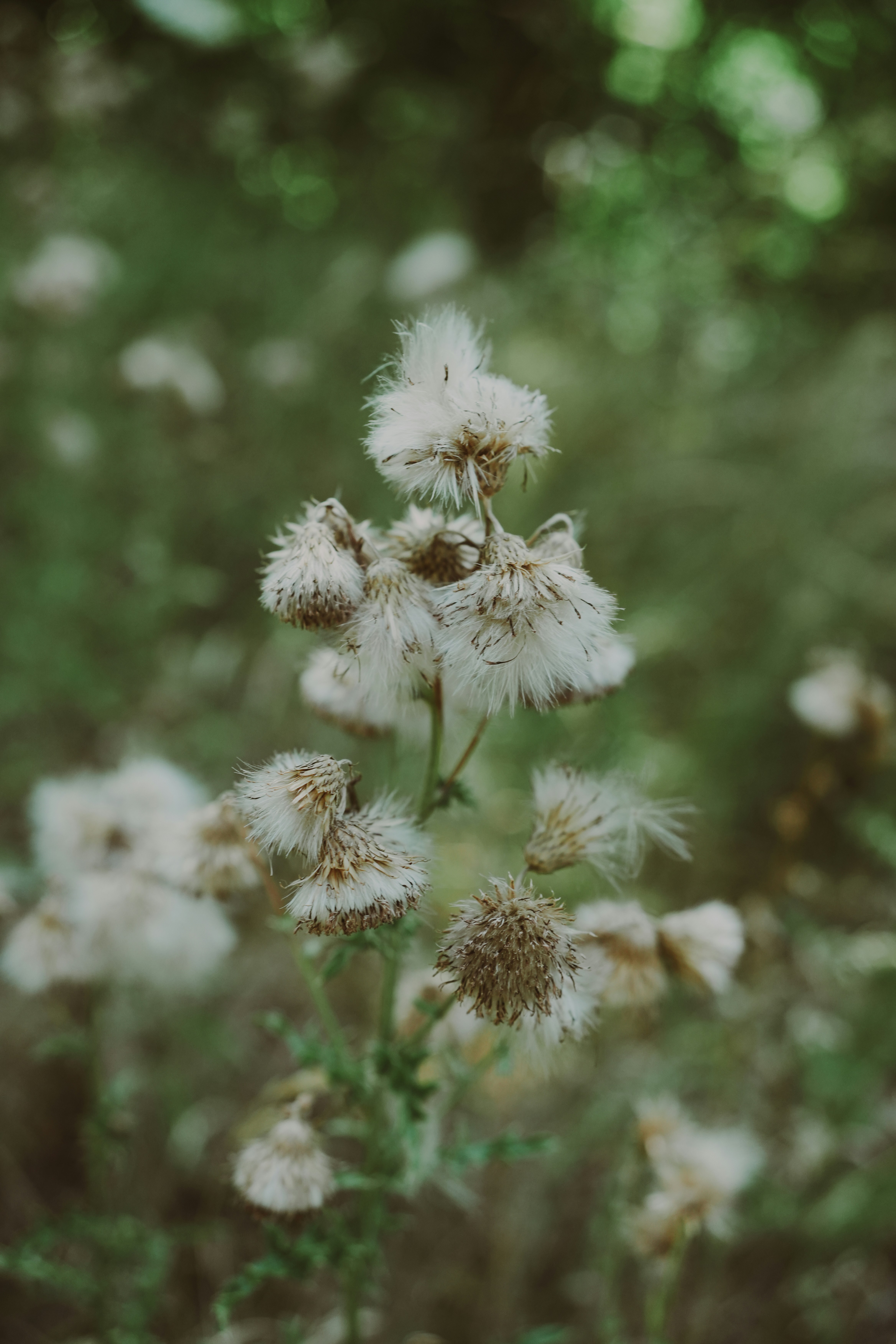 Fluffy Seed Heads in Soft Focus Meadow