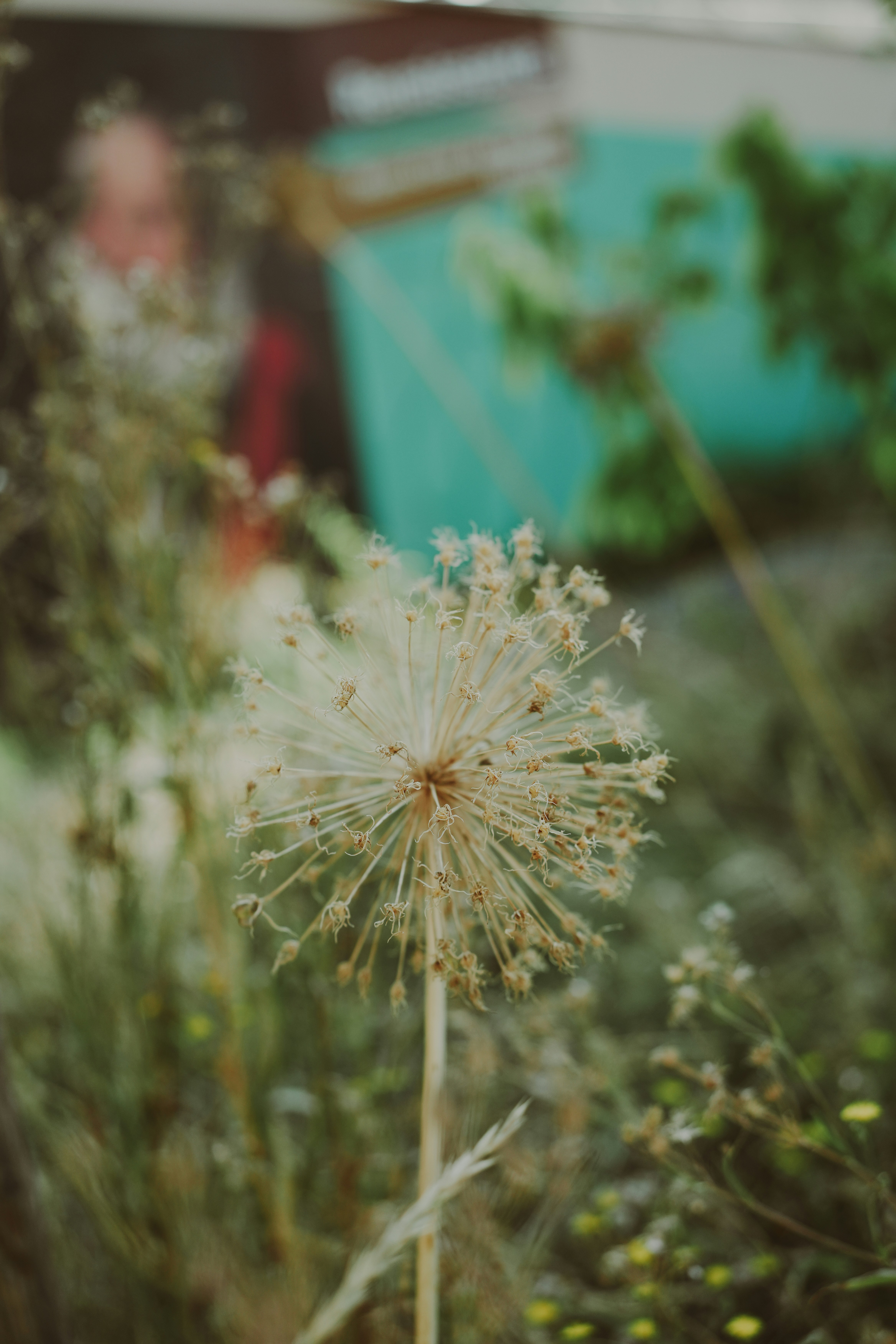 Dandelion Crown in Soft Focus Garden