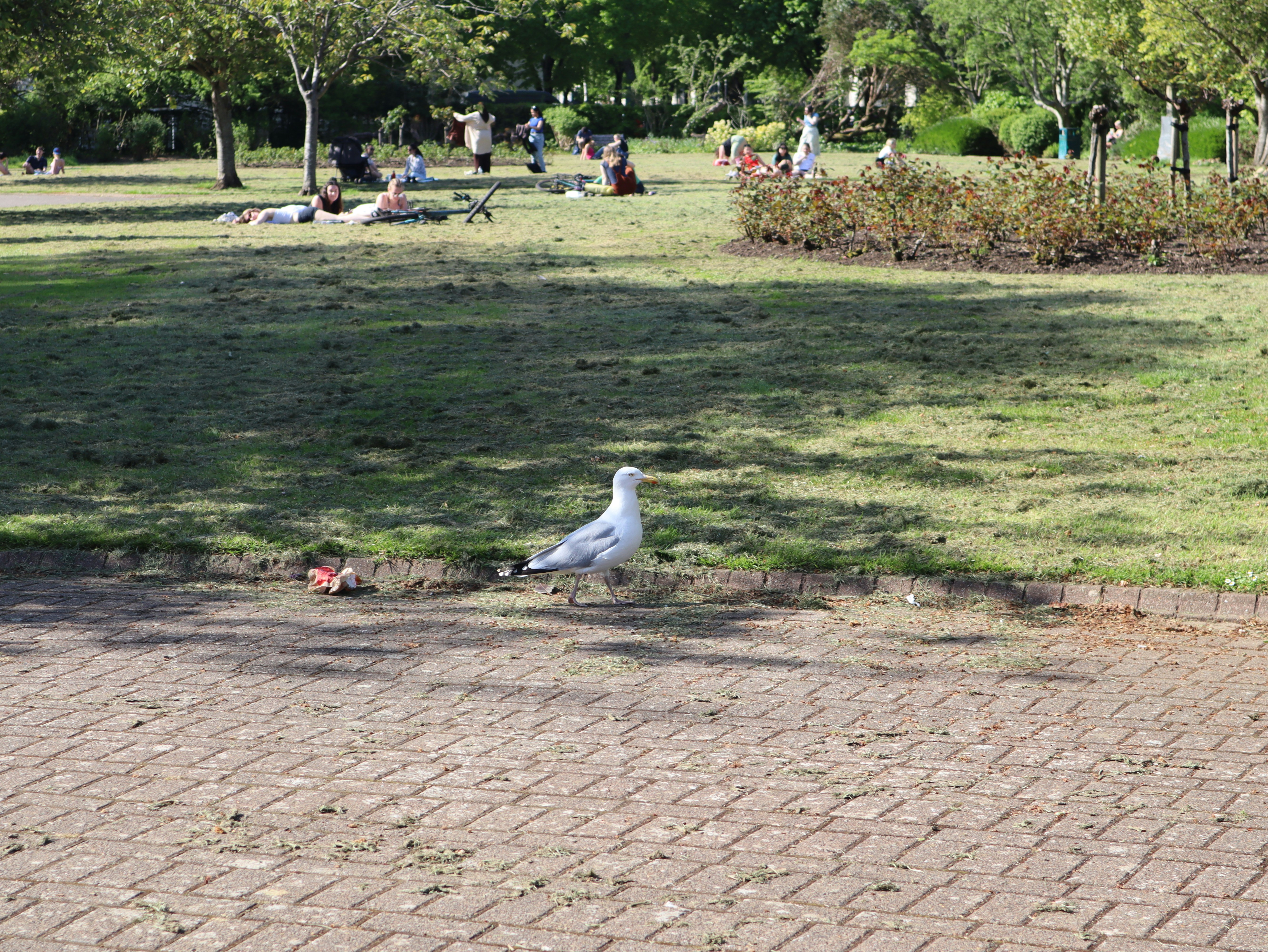 Winged Wanderer in the Park: A Seagull on Brick Walk