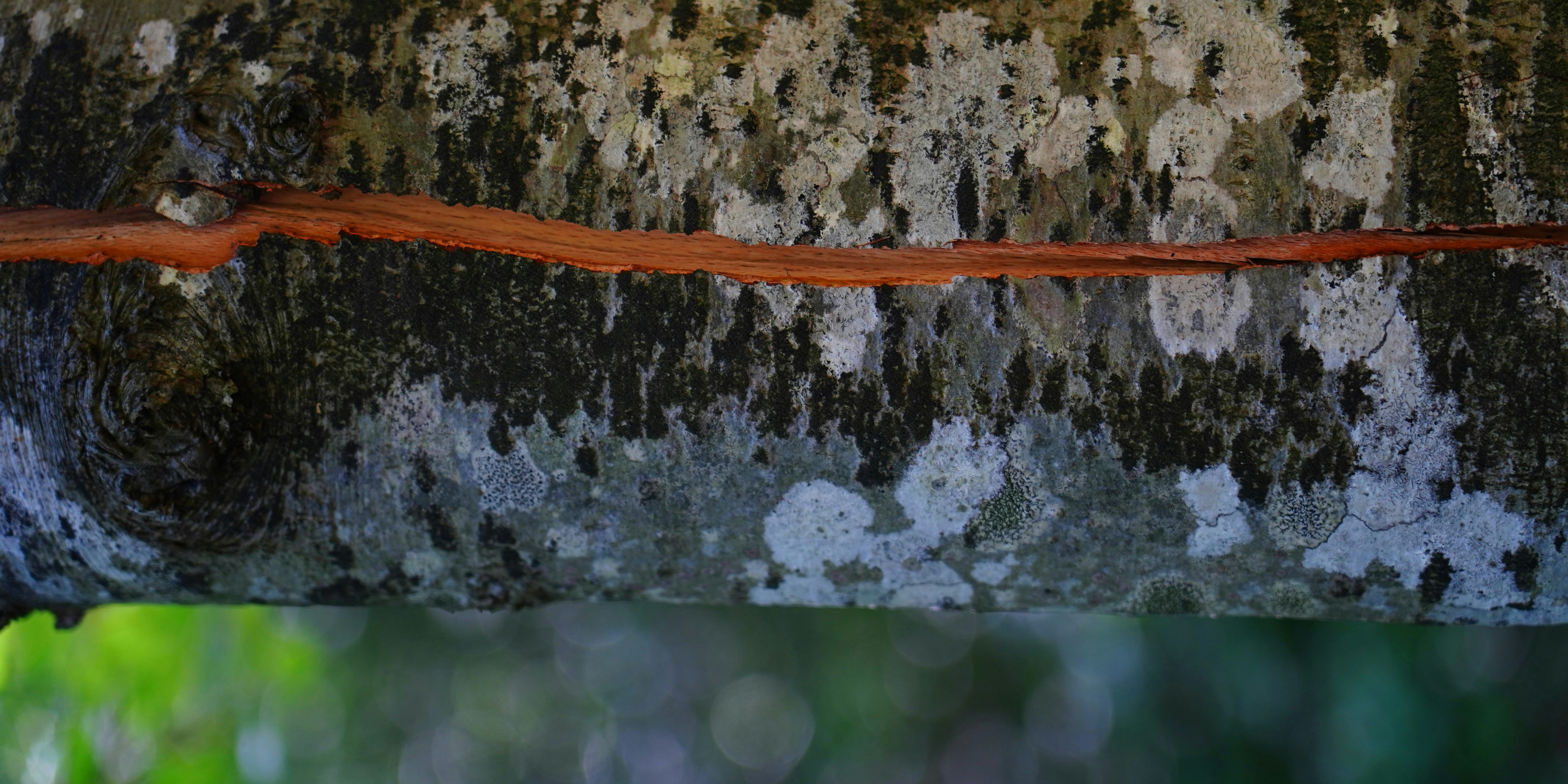 Moss and lichen along a weathered shoreline edge