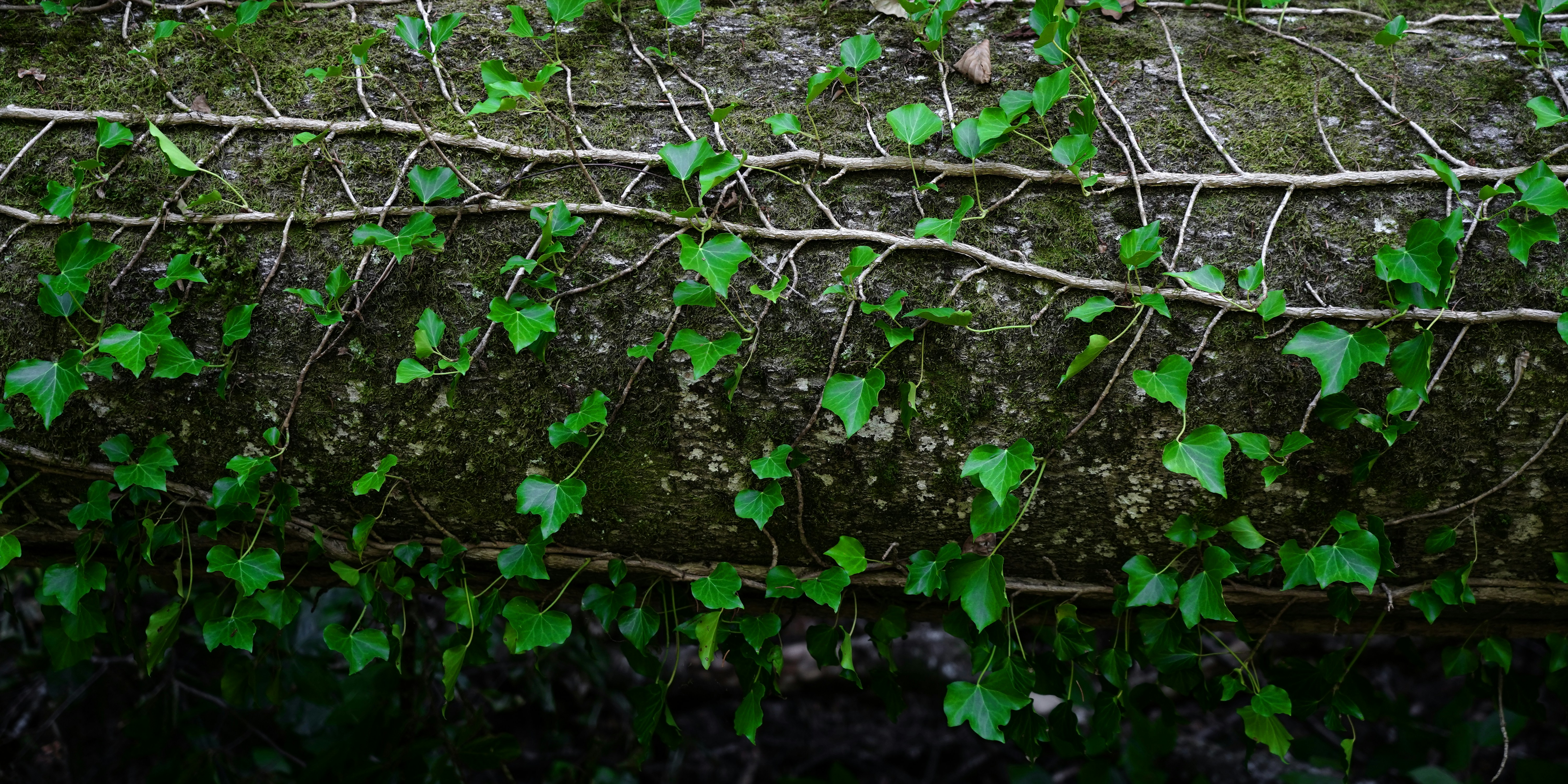 Ivy Veil on Grey Wall: Quiet Boundary Between City and Garden