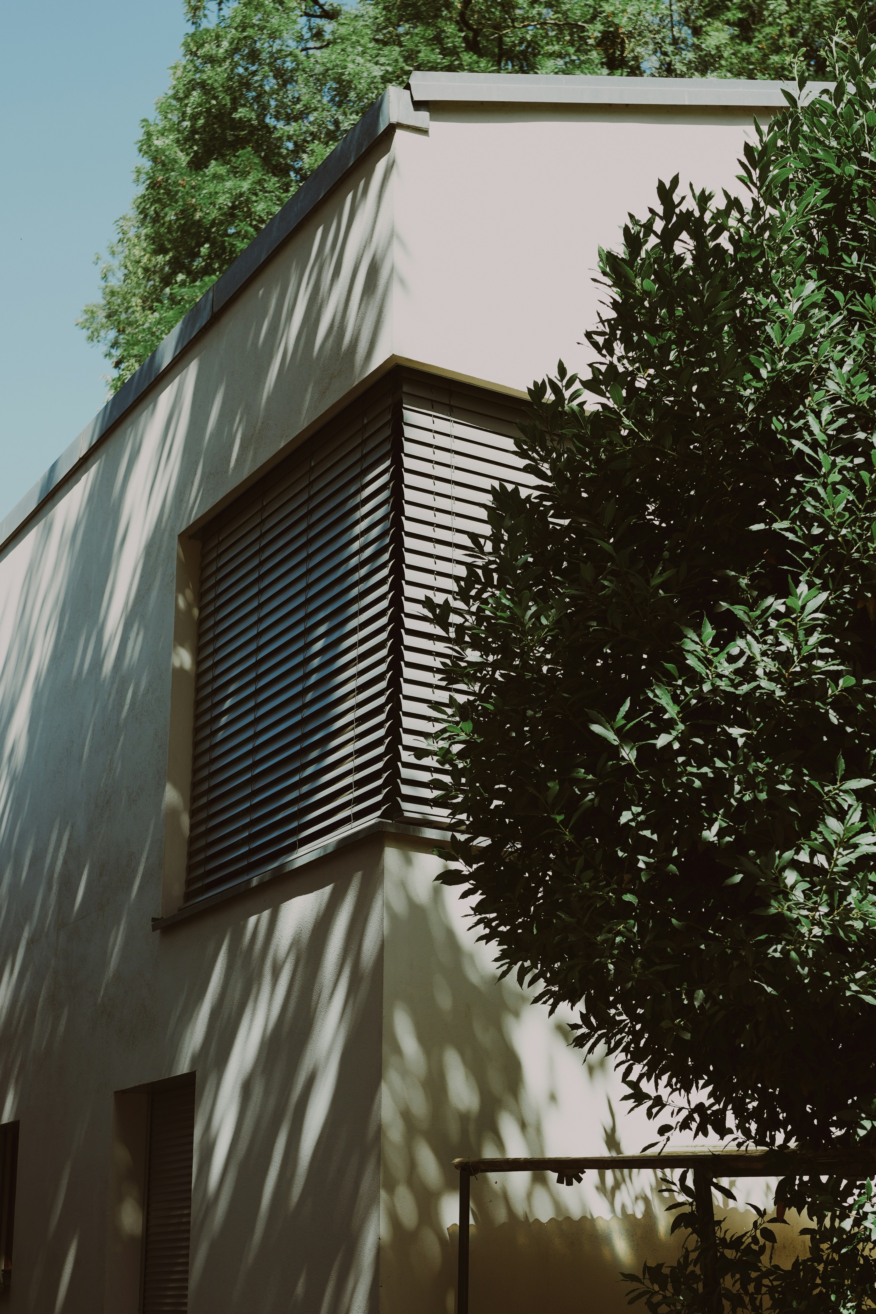 Shadowed Corner: A Tree Silhouette Against Modern Stucco