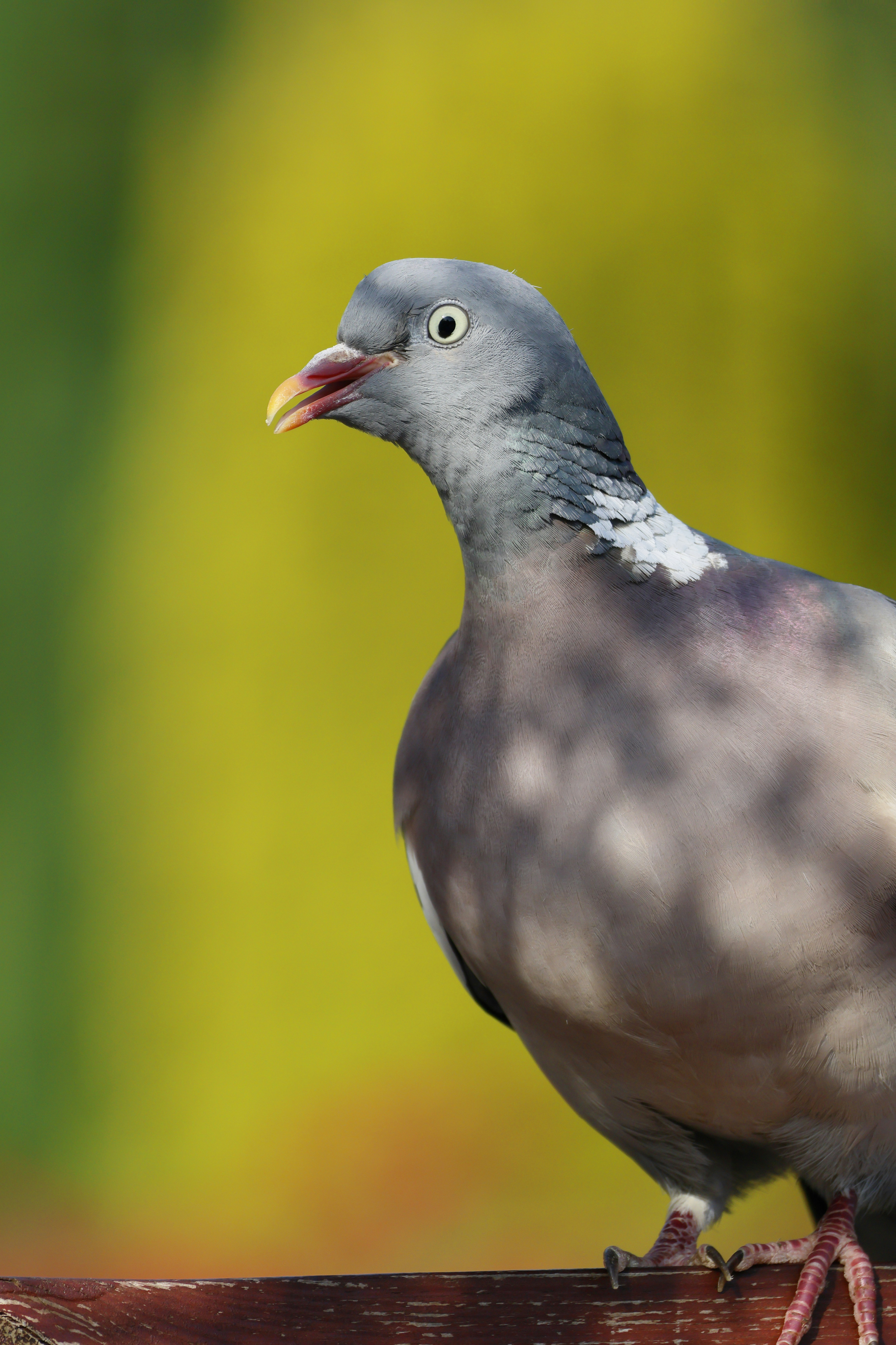 Close-up of a pigeon with a curious gaze on a blurred yellow-green backdrop