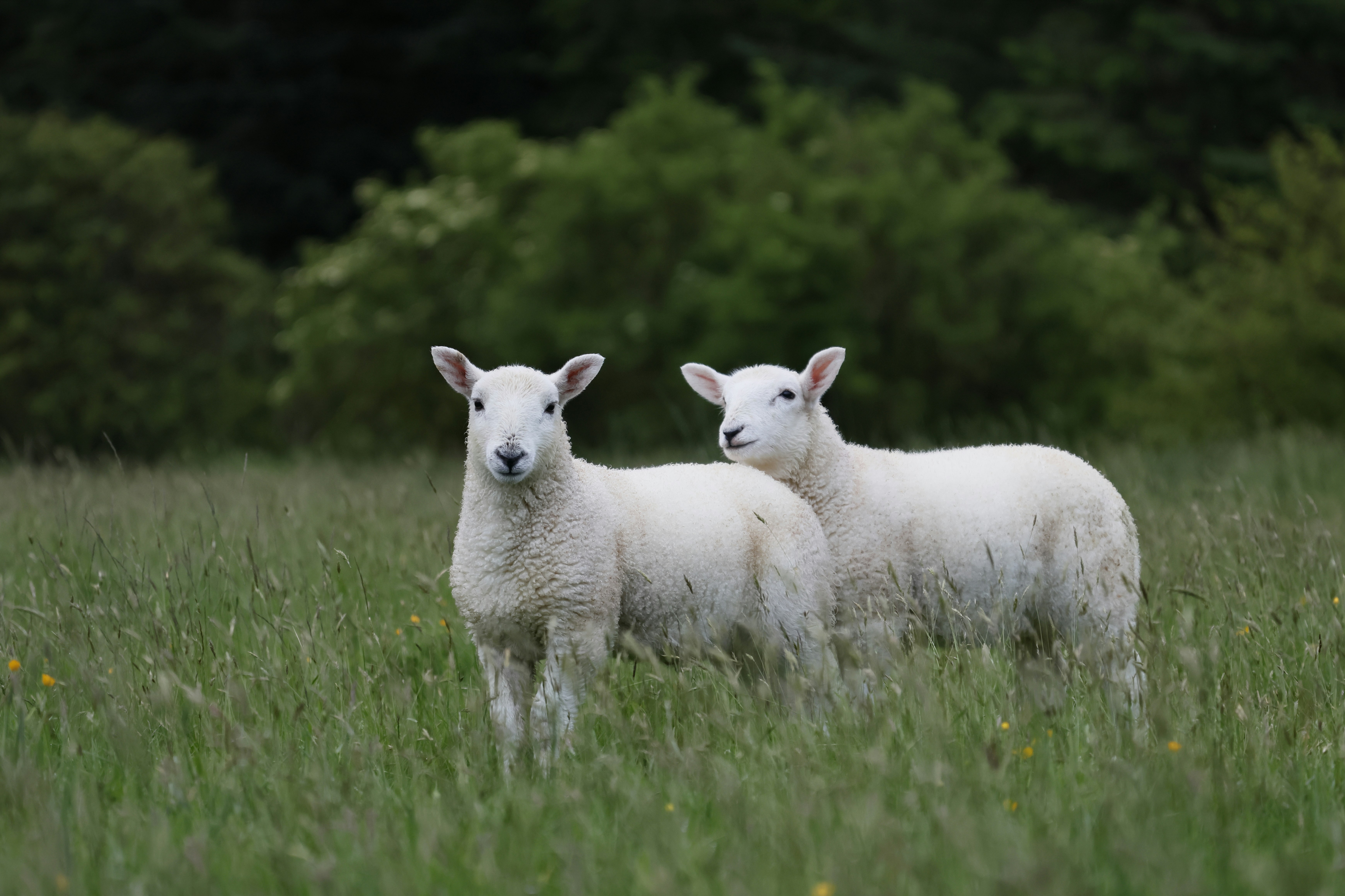 Pasture Pair: Quiet Companions in Spring Meadow