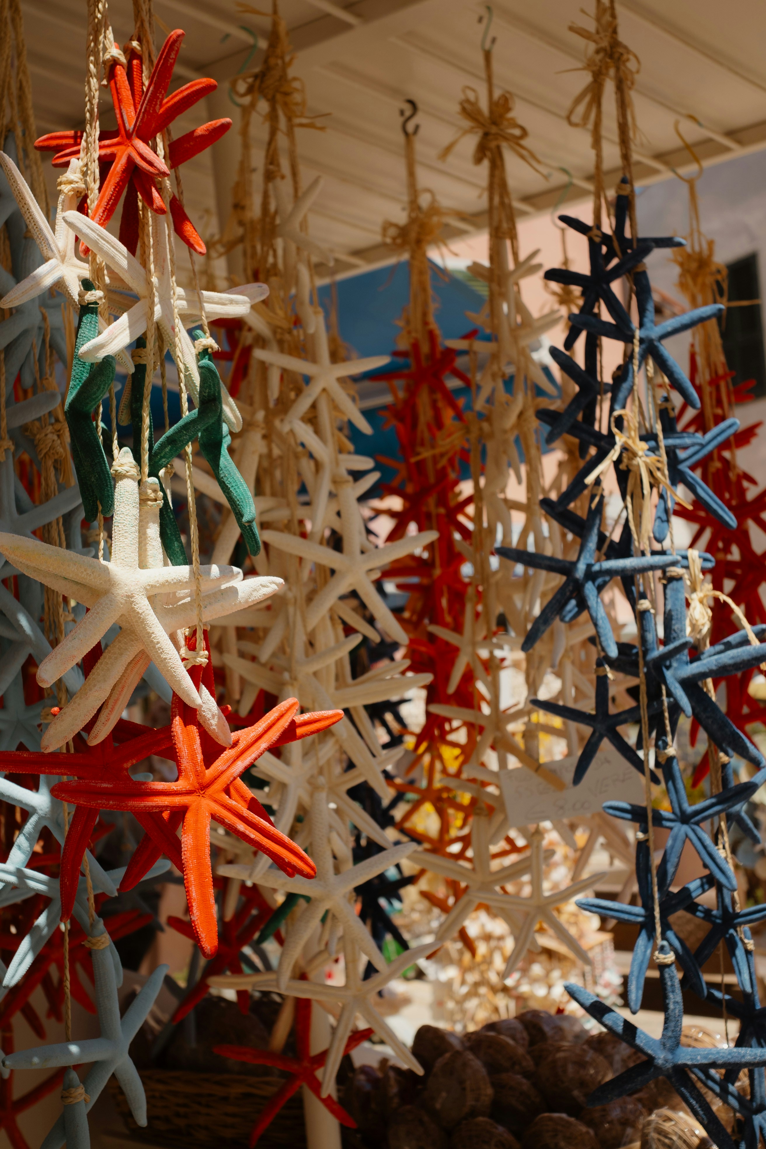 Kaleidoscope of Starfish: A Hanging Garden of Colorful Sea Stars