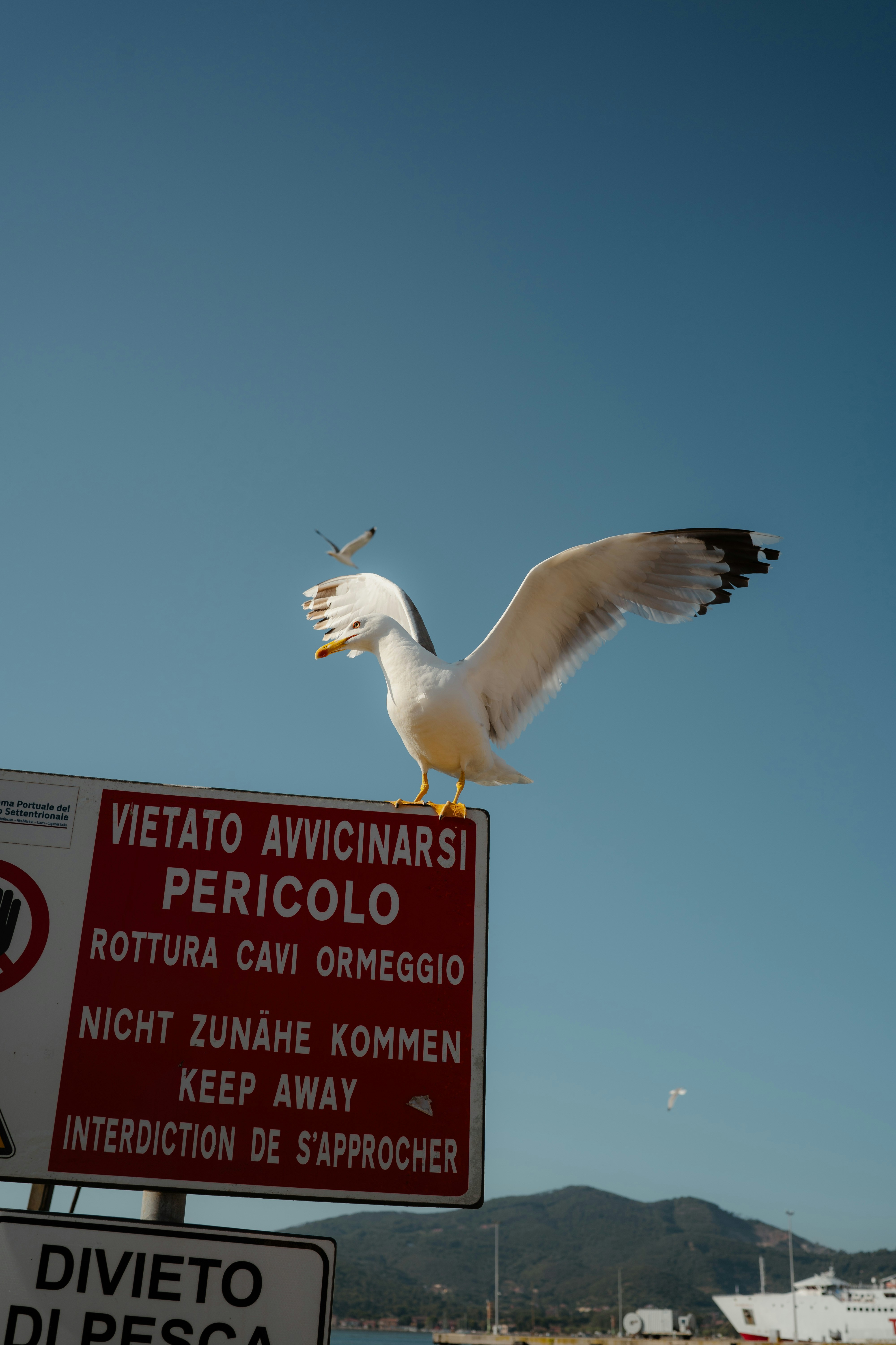 Seagull over Warning Sign: A Moment of Balance at Sea