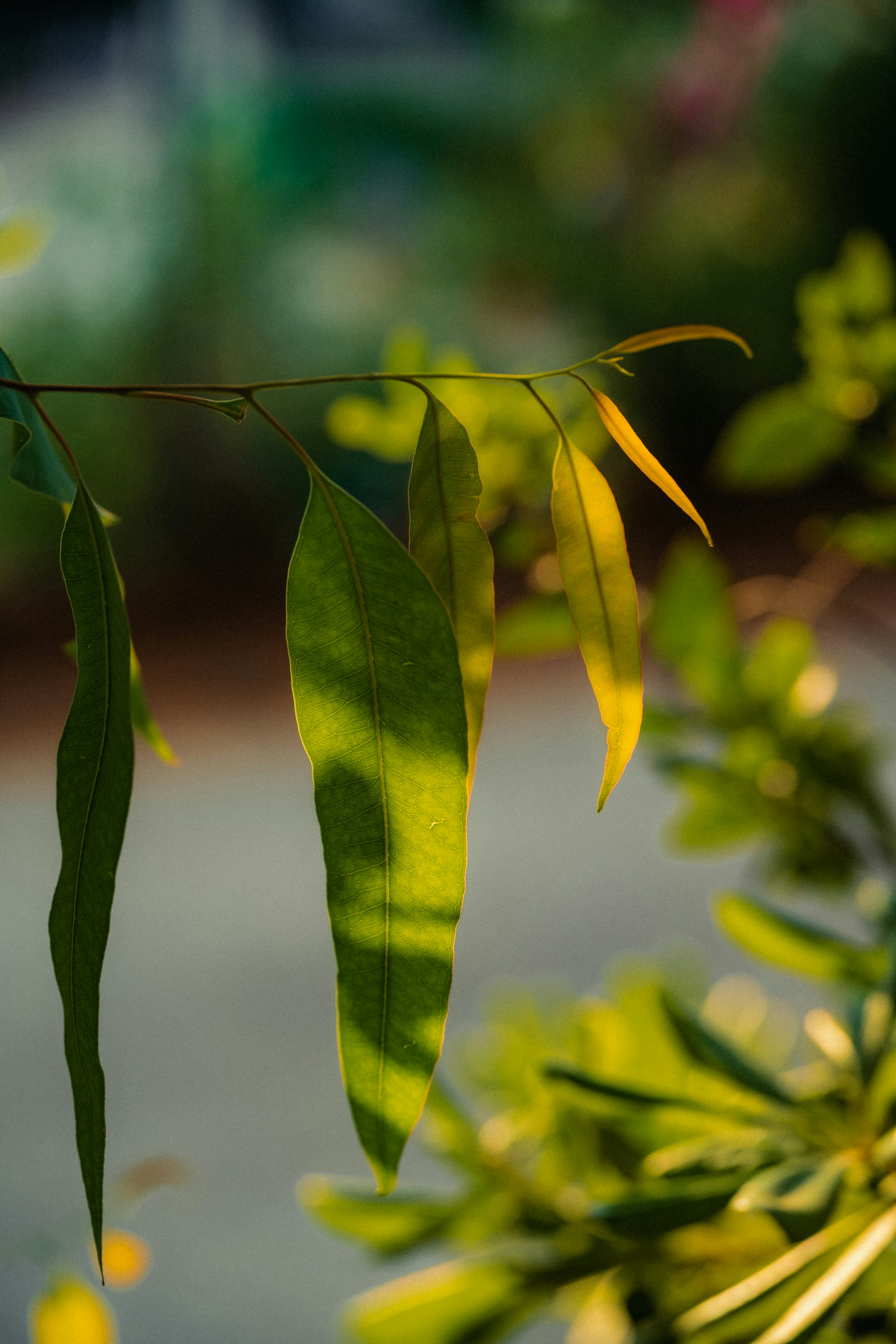 Sunlit Willow Leaf Veil