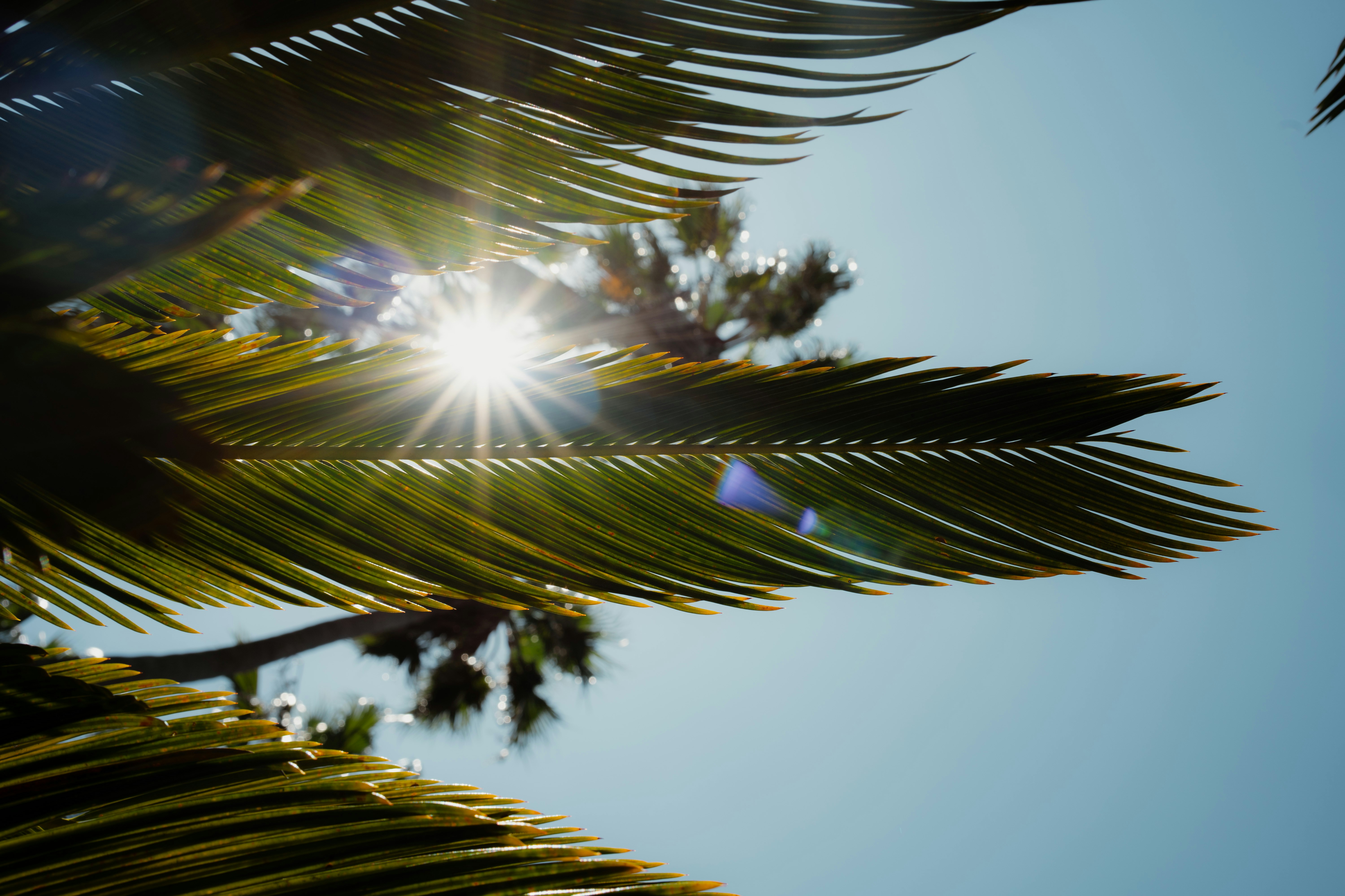 Sunlit Fronds: A Palm Canopy Reaching for the Sky