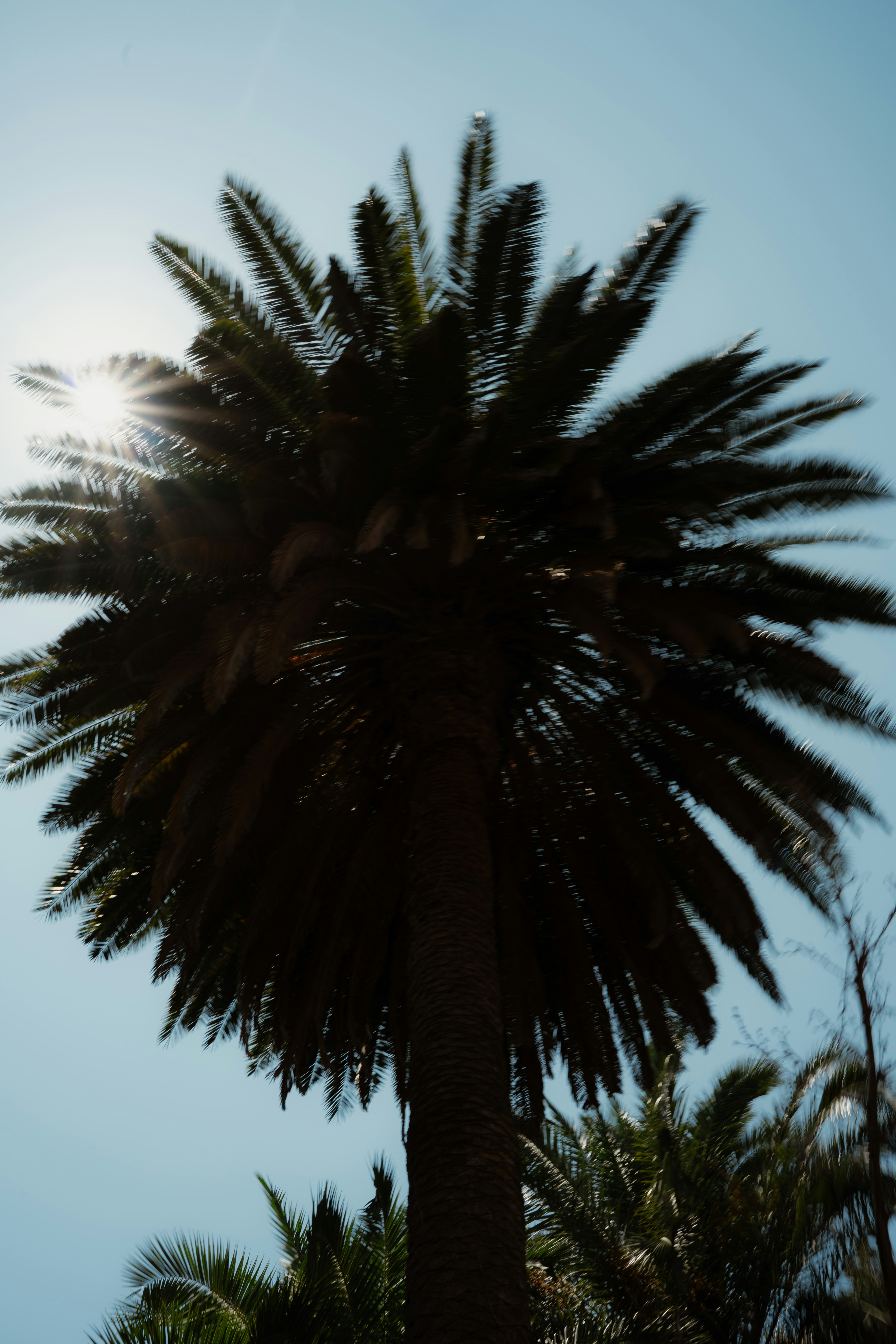 Sunlit Palms in a Clear Summer Sky