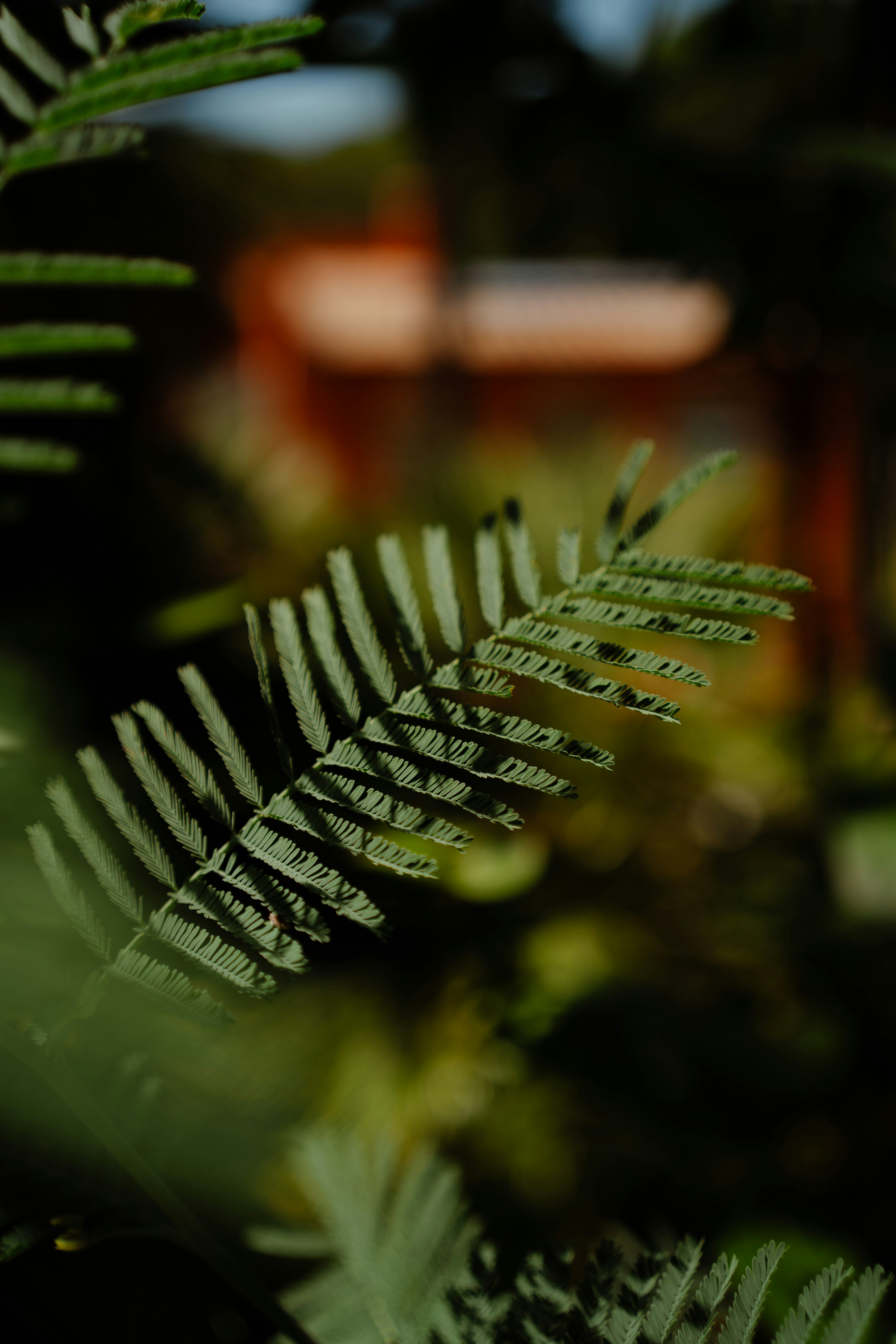 Fern Fragments in Soft Focus: A Quiet Moment in a Garden