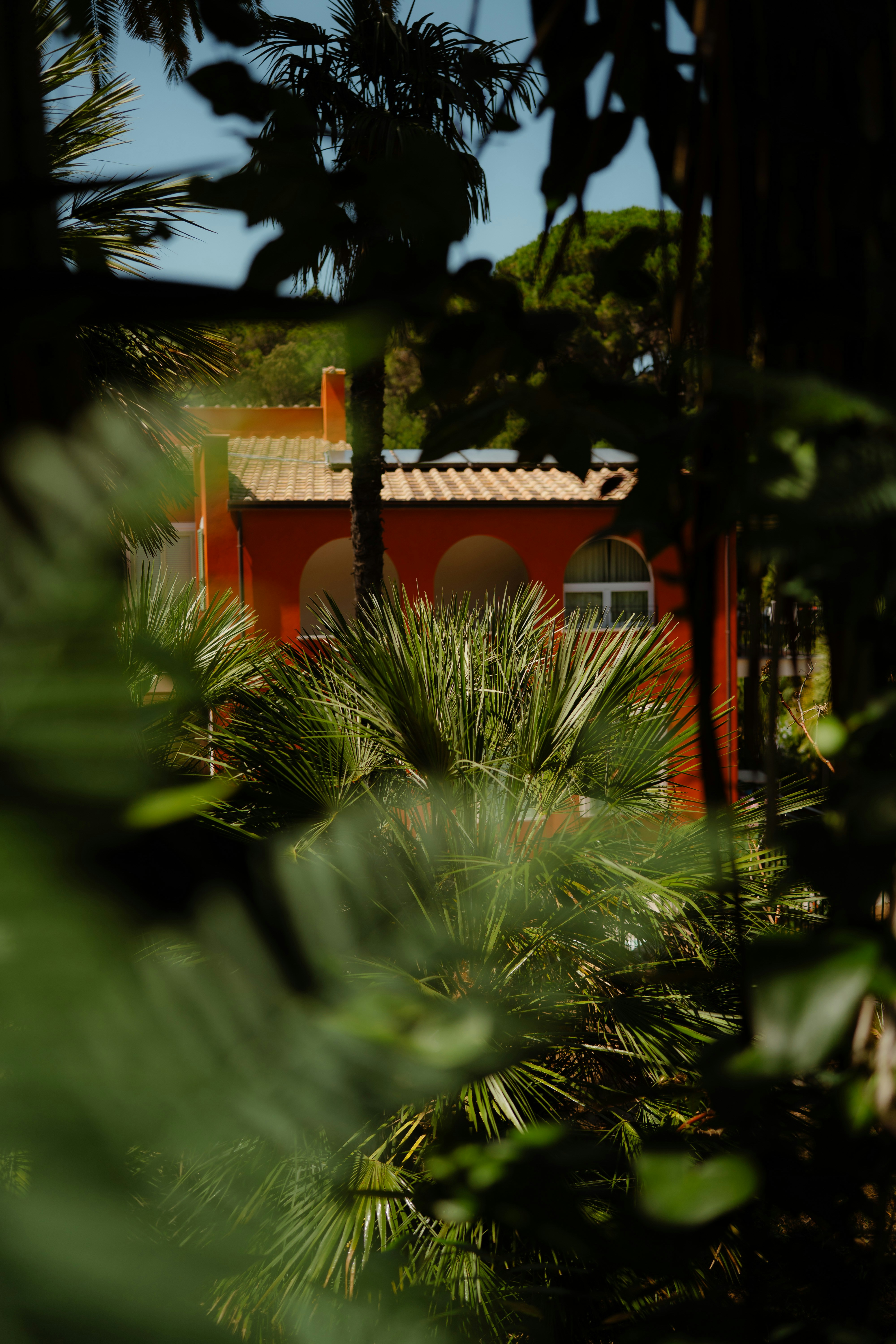 Hidden Villa Through Framing Leaves