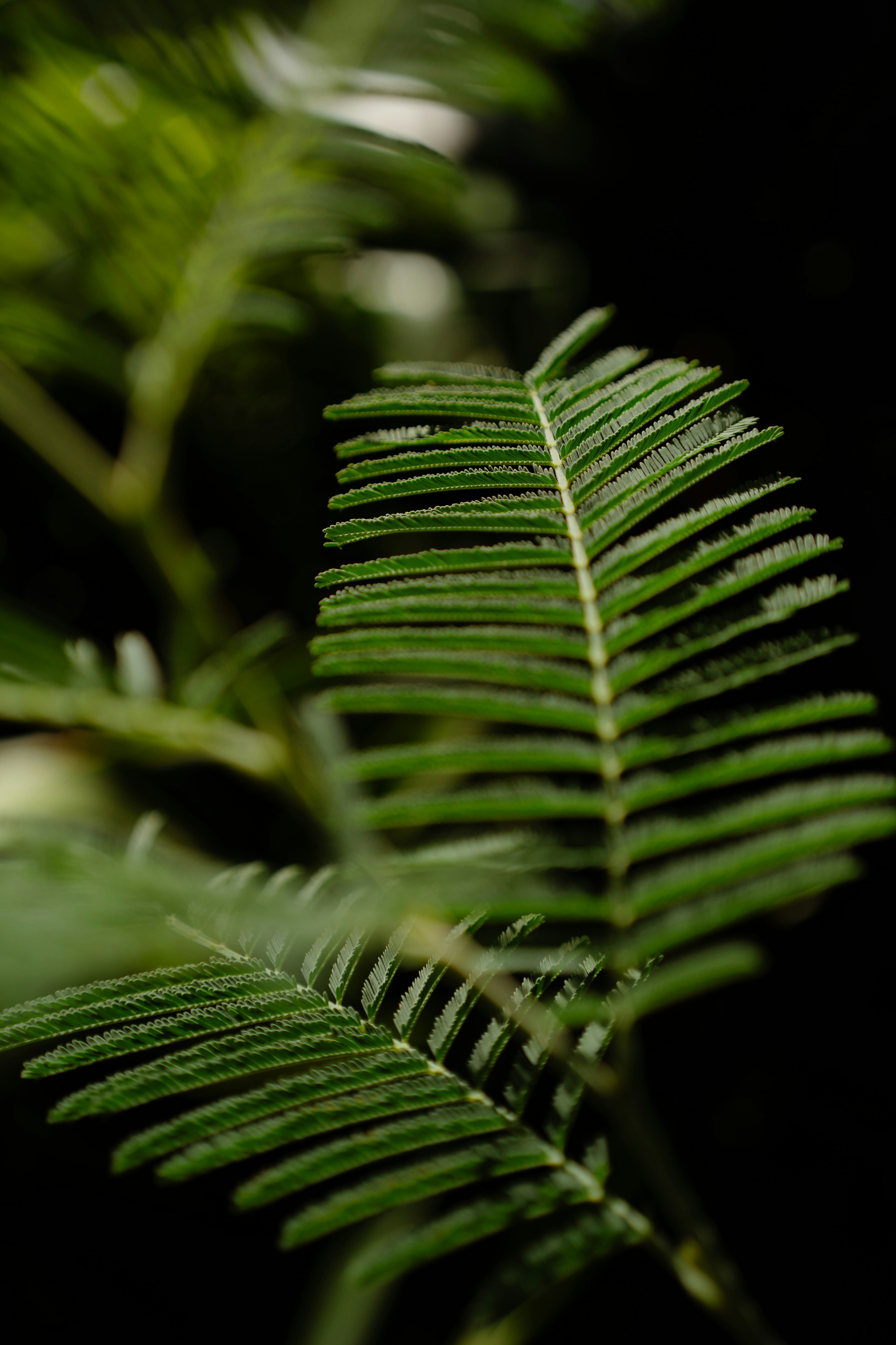 Fronds in Focus: A Close Focus on Green Ridge