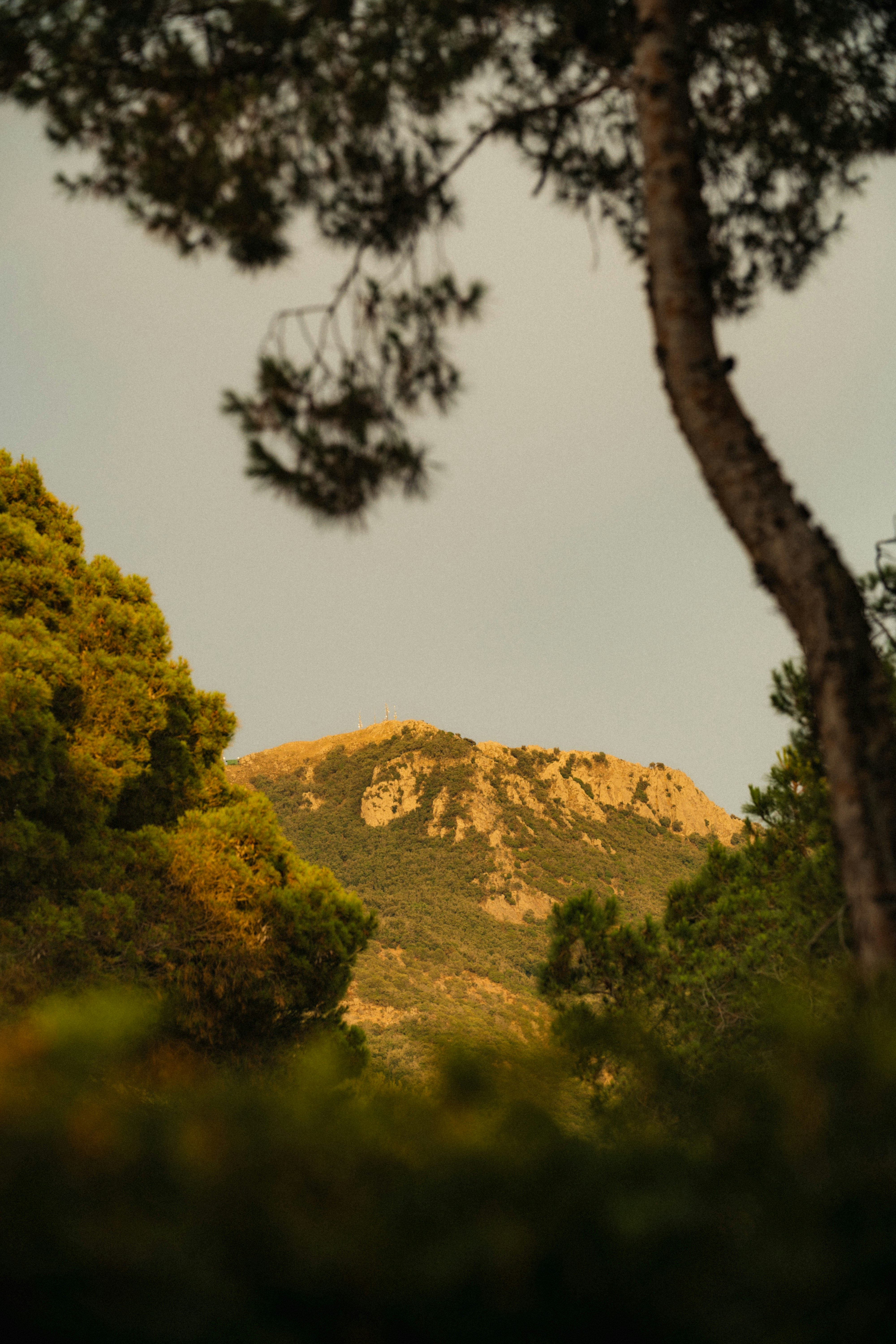 Golden peak framed by pines at dusk