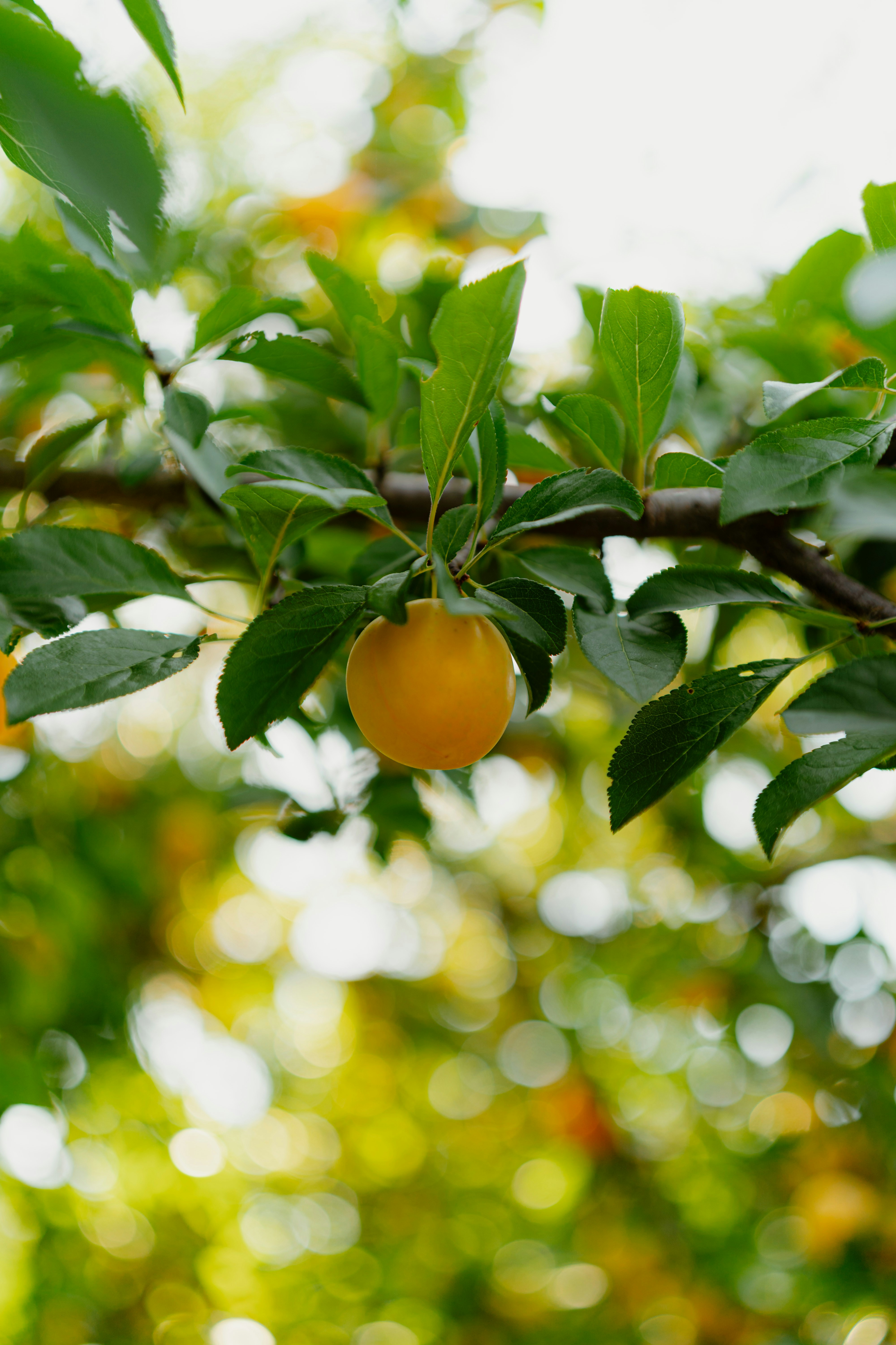 Golden fruit in soft backlit orchard