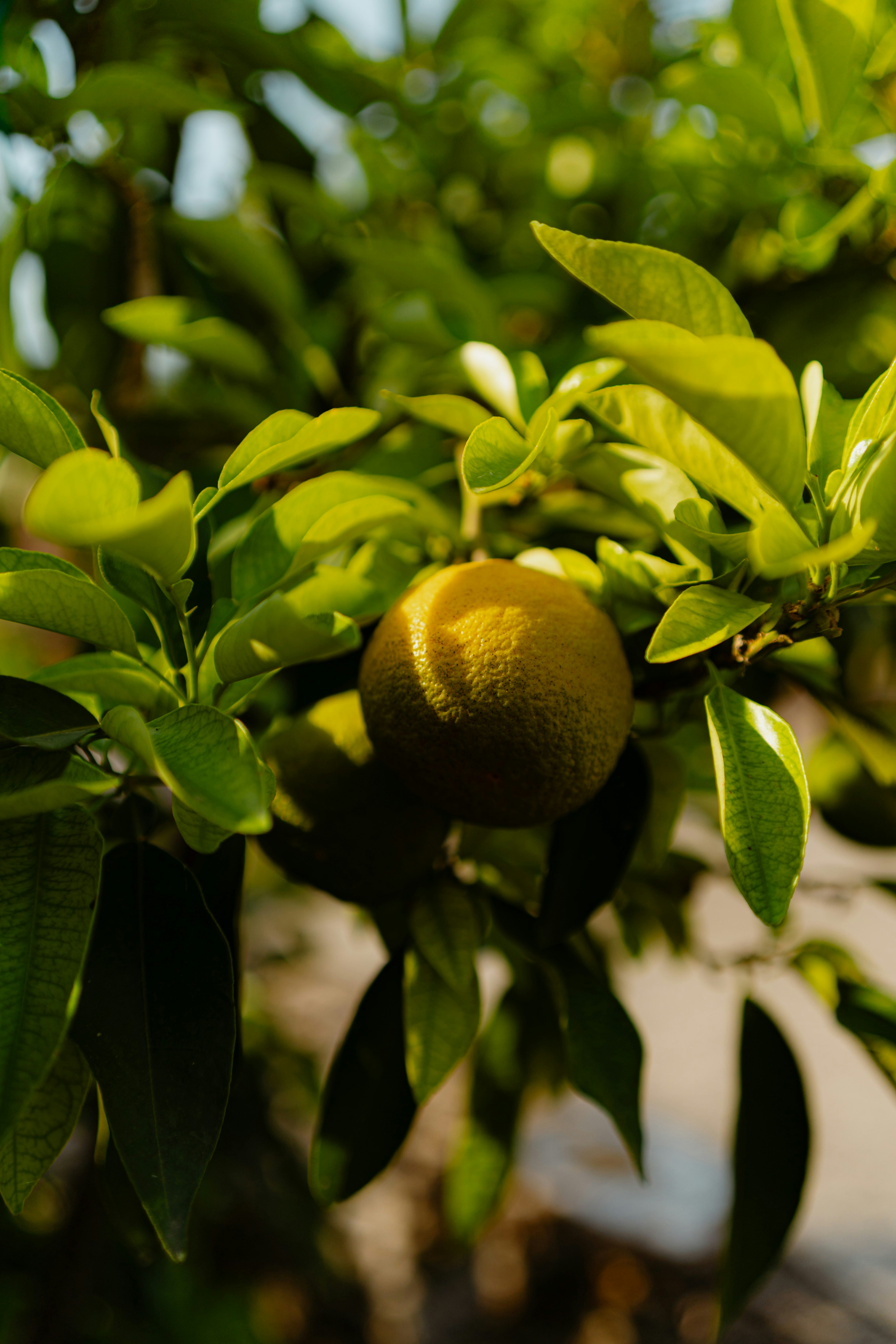 Sunlit Orange on a Verdant Orchard