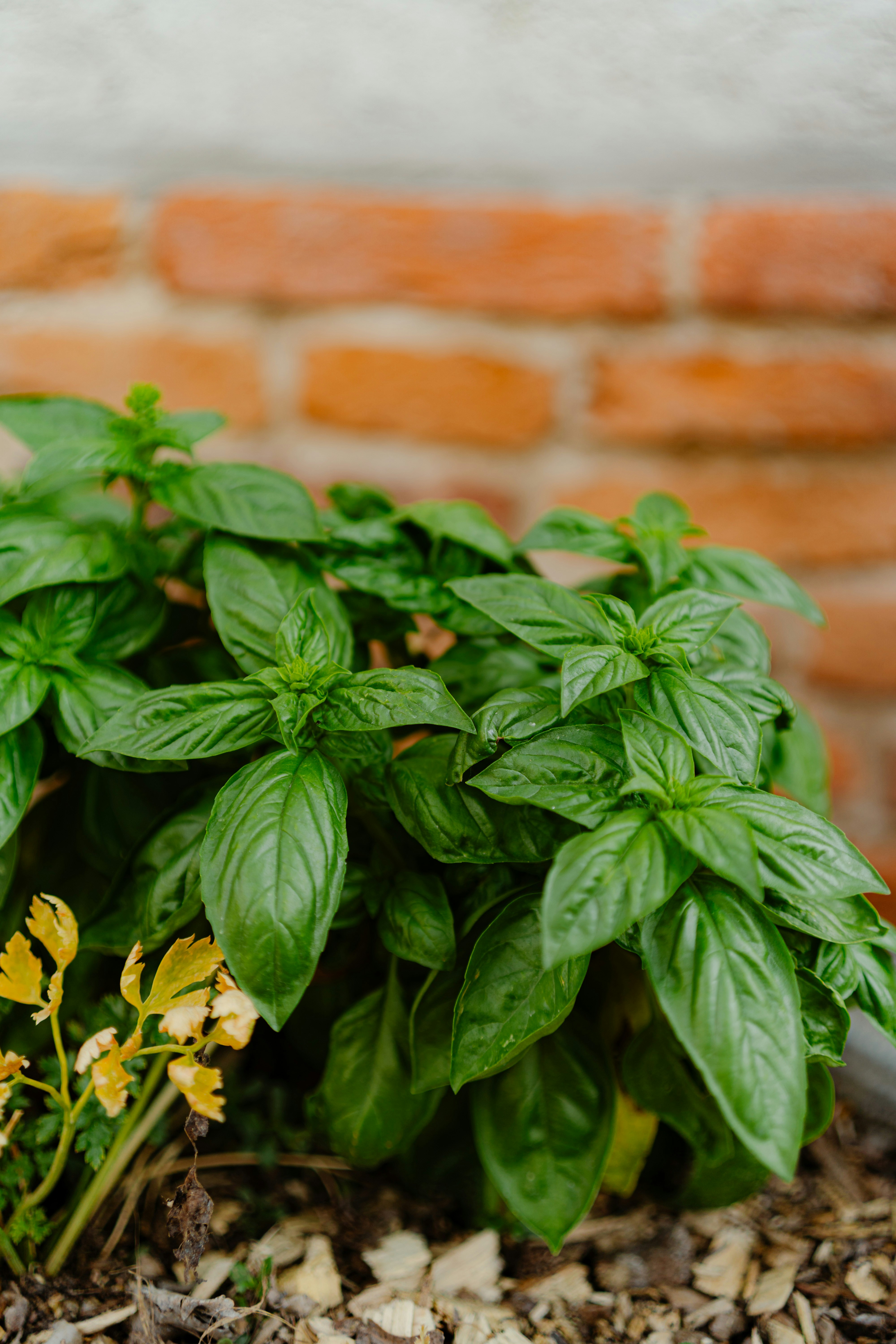 Green Basil Against a Brick Backdrop
