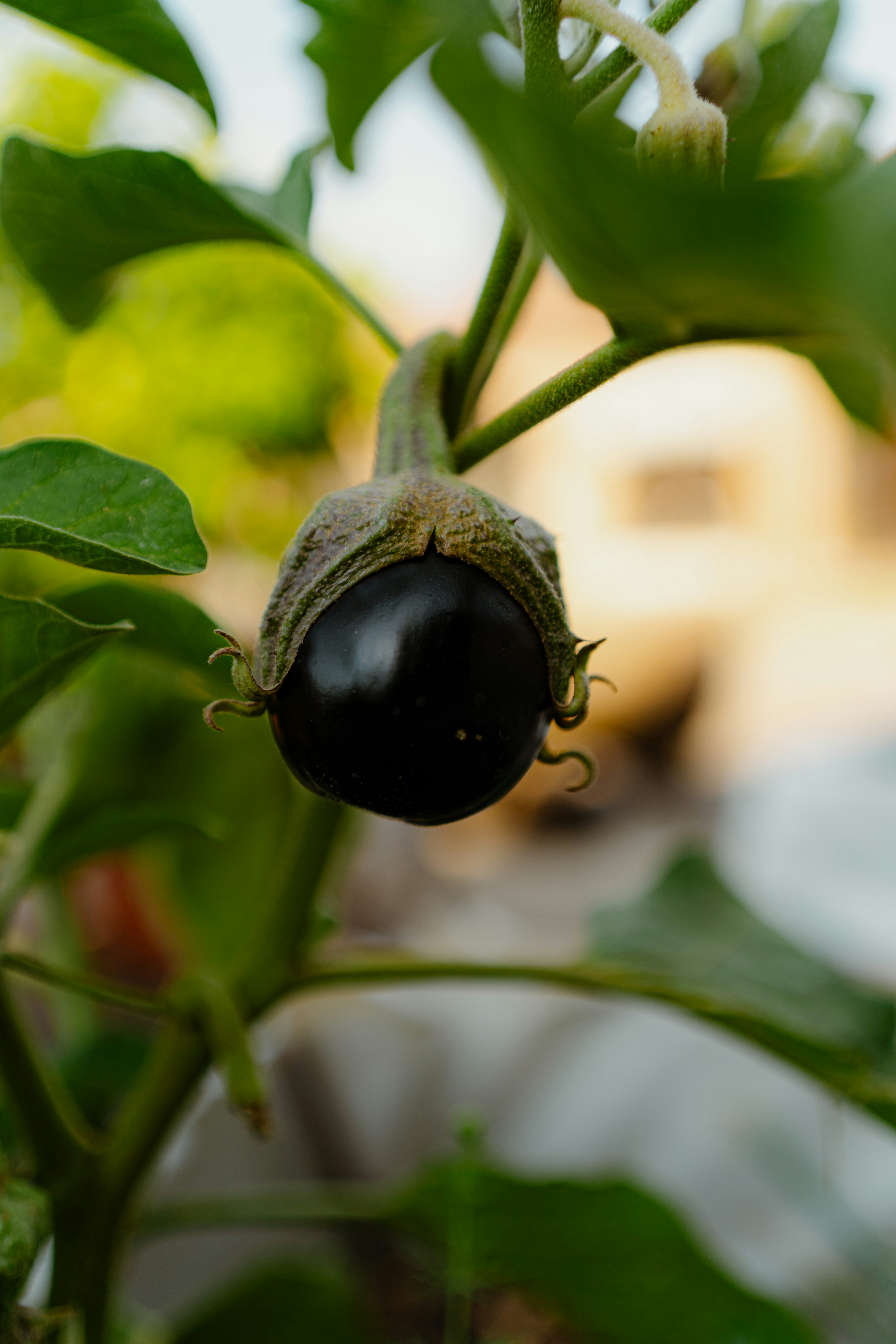 In-Right Frame: A Dark Eggplant Pendant in Focus