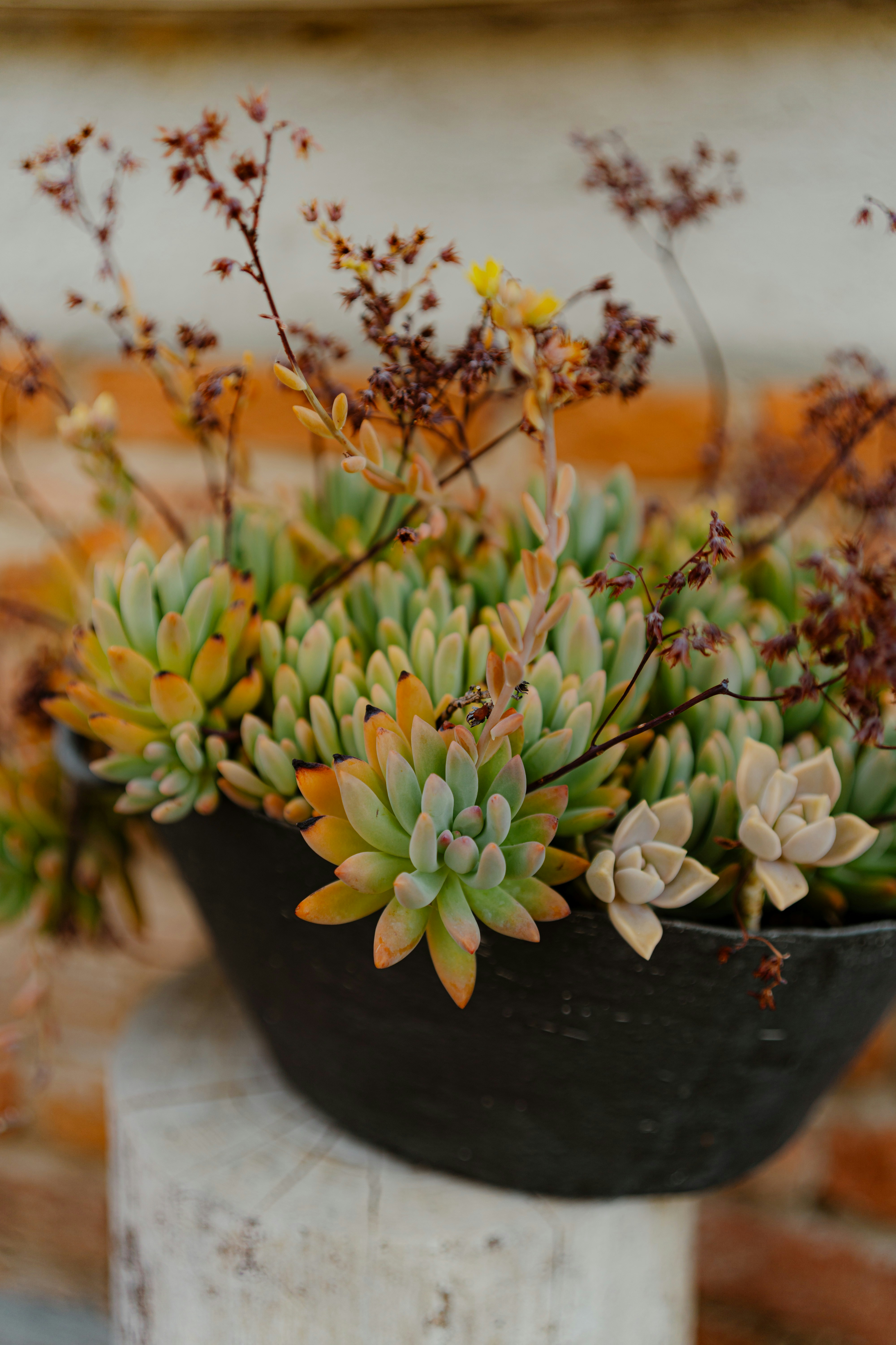 Succulent Bouquet in a Black Pot on a Rustic Table