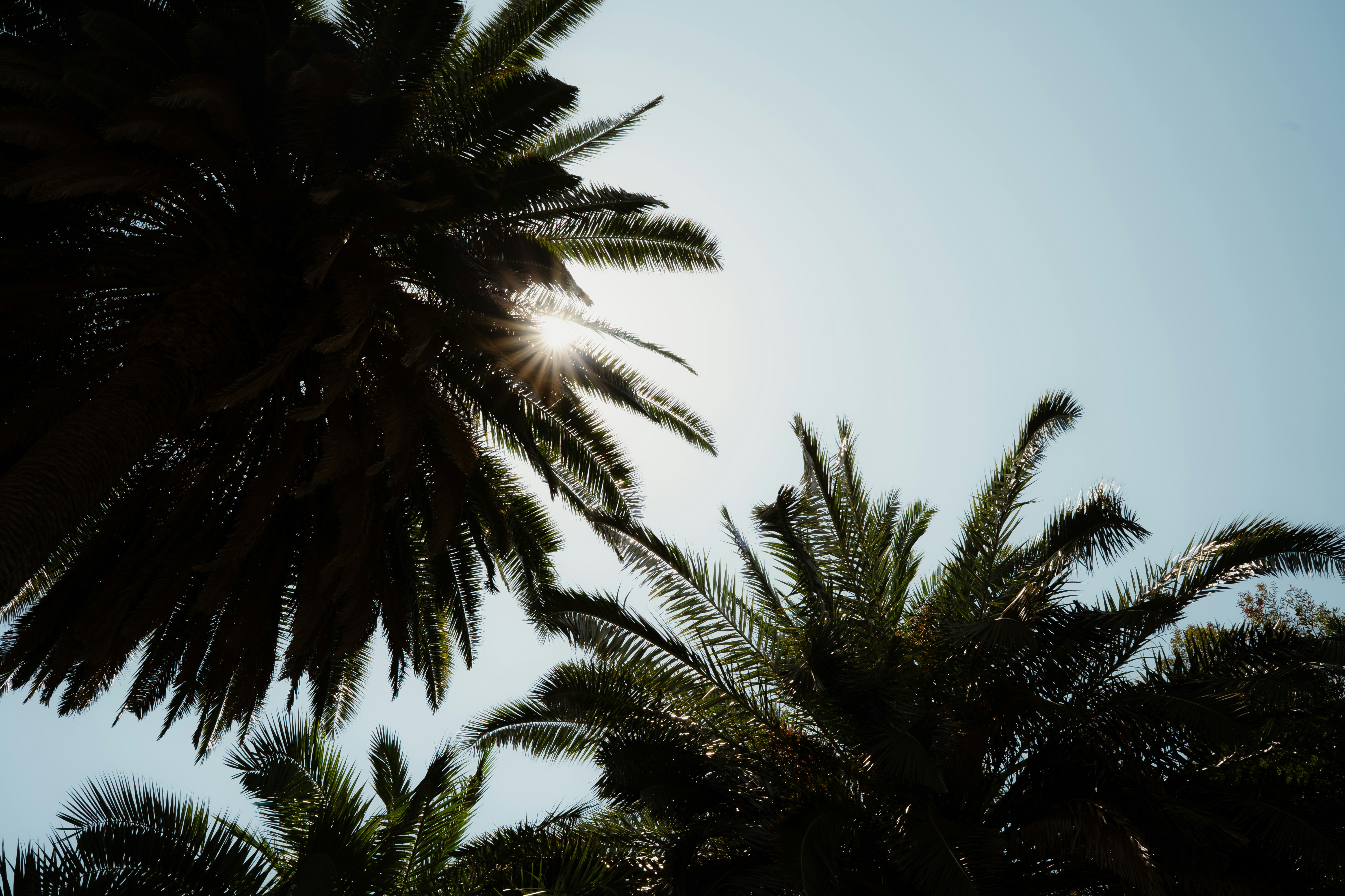 Sunlit Palms Reach for the Sky