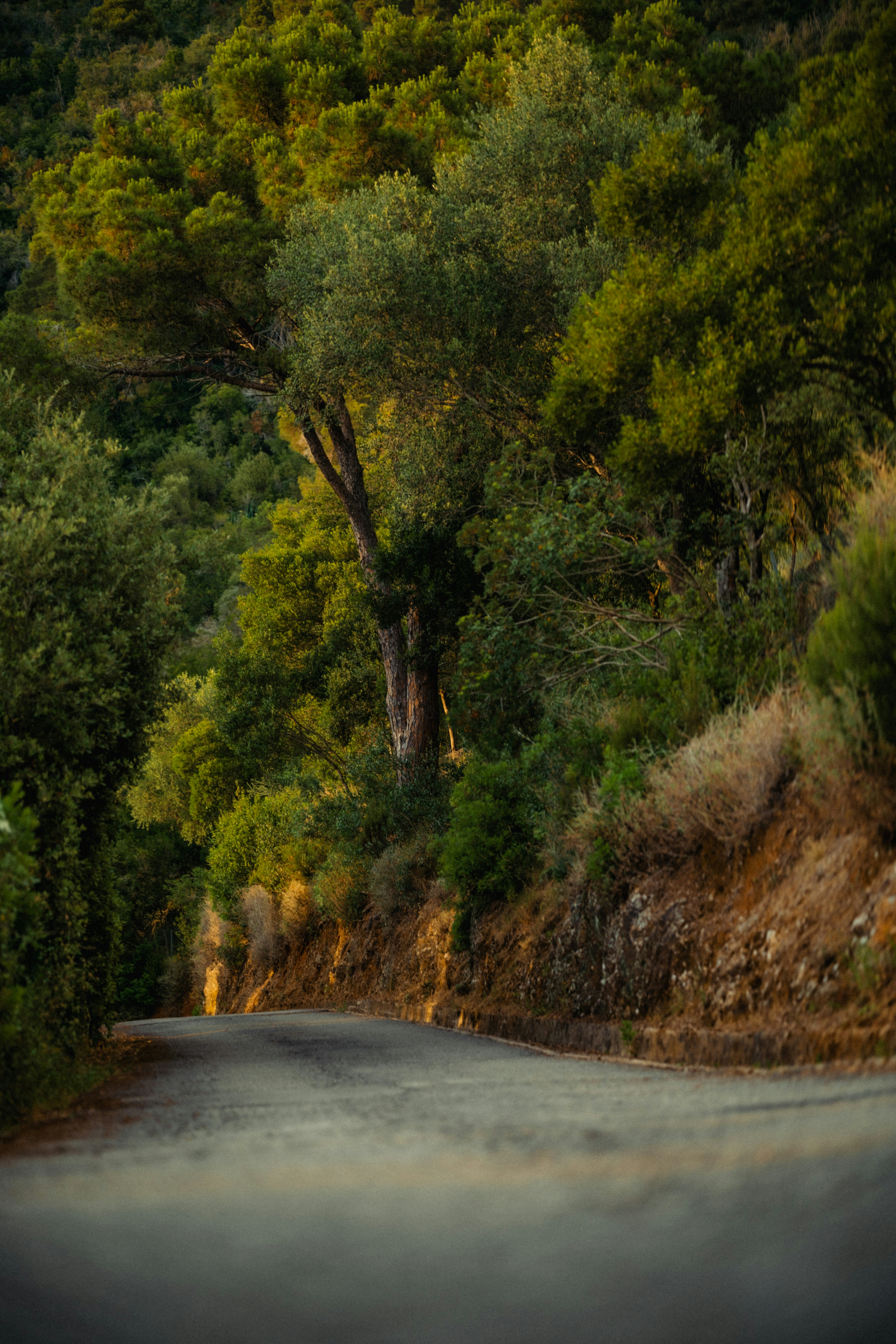 Winding Road Through a Canyon of Pines at Dusk
