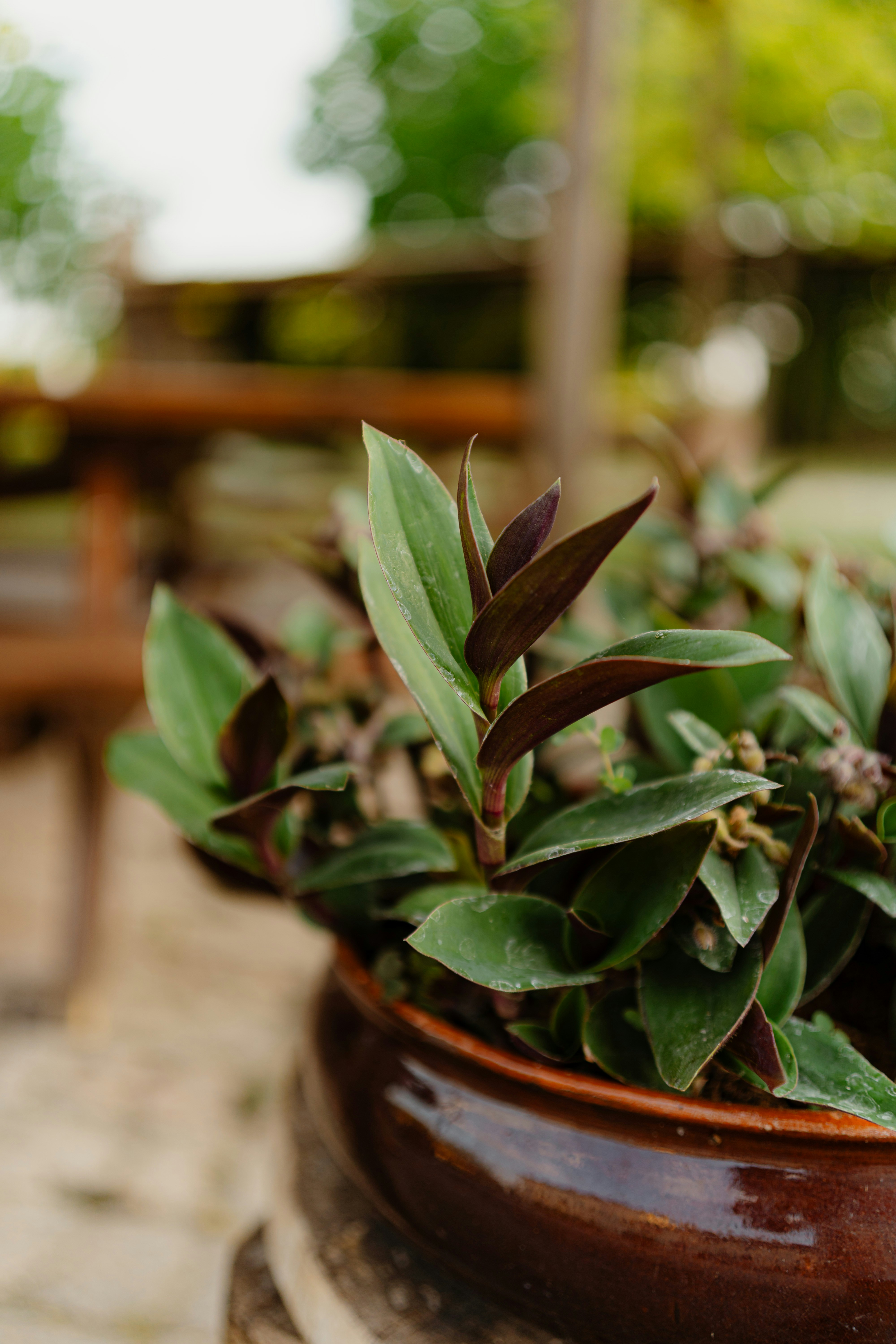 Greenery in Focus: Quiet Pot of Leaves on a Ceramic Vessel