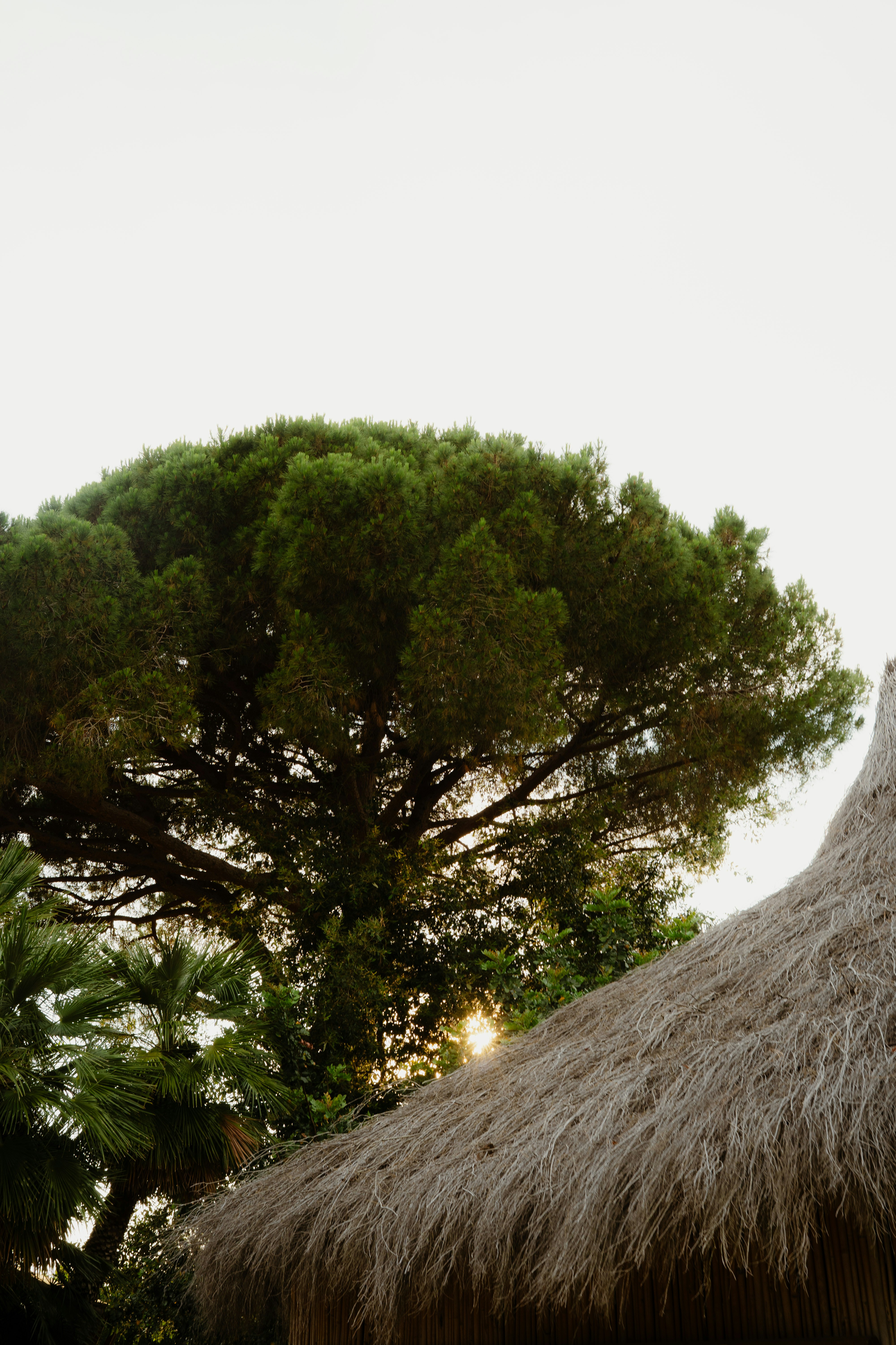 Sunlit Canopy Beyond a Thatched Roof