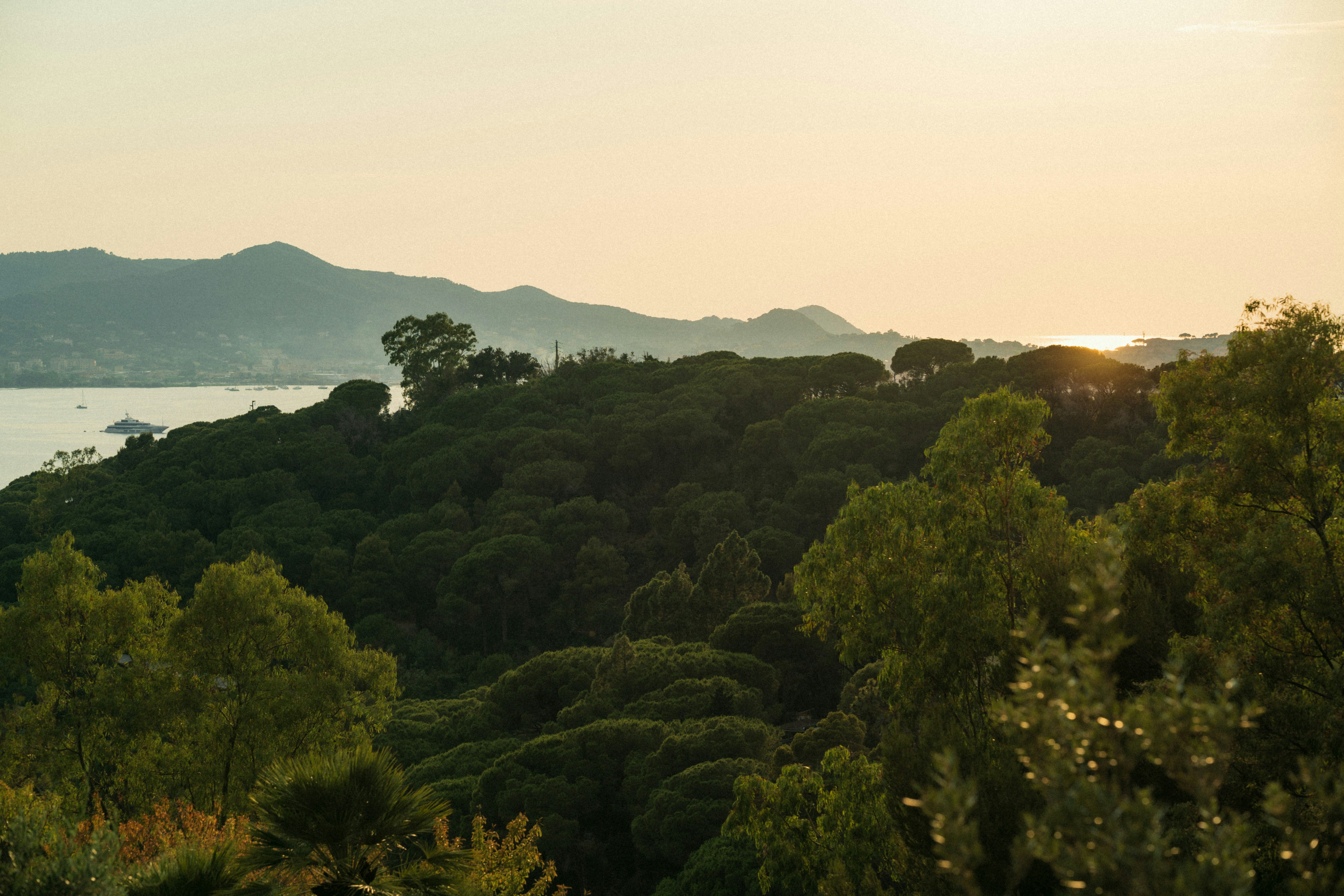 Golden Lowland: Sunset Over a Pine Forest Rim