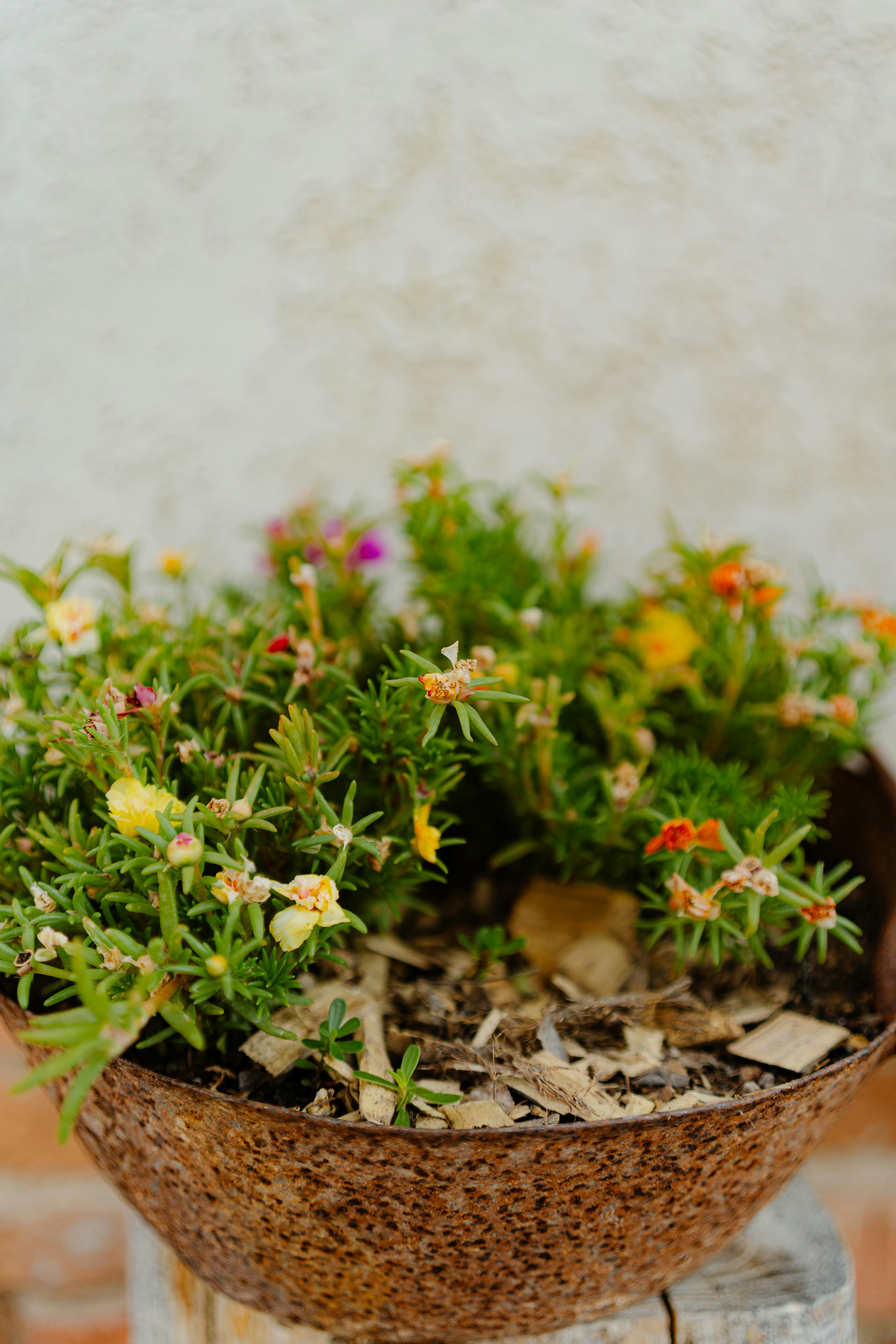 Ceramic planter in bloom: tiny flowers, bold texture
