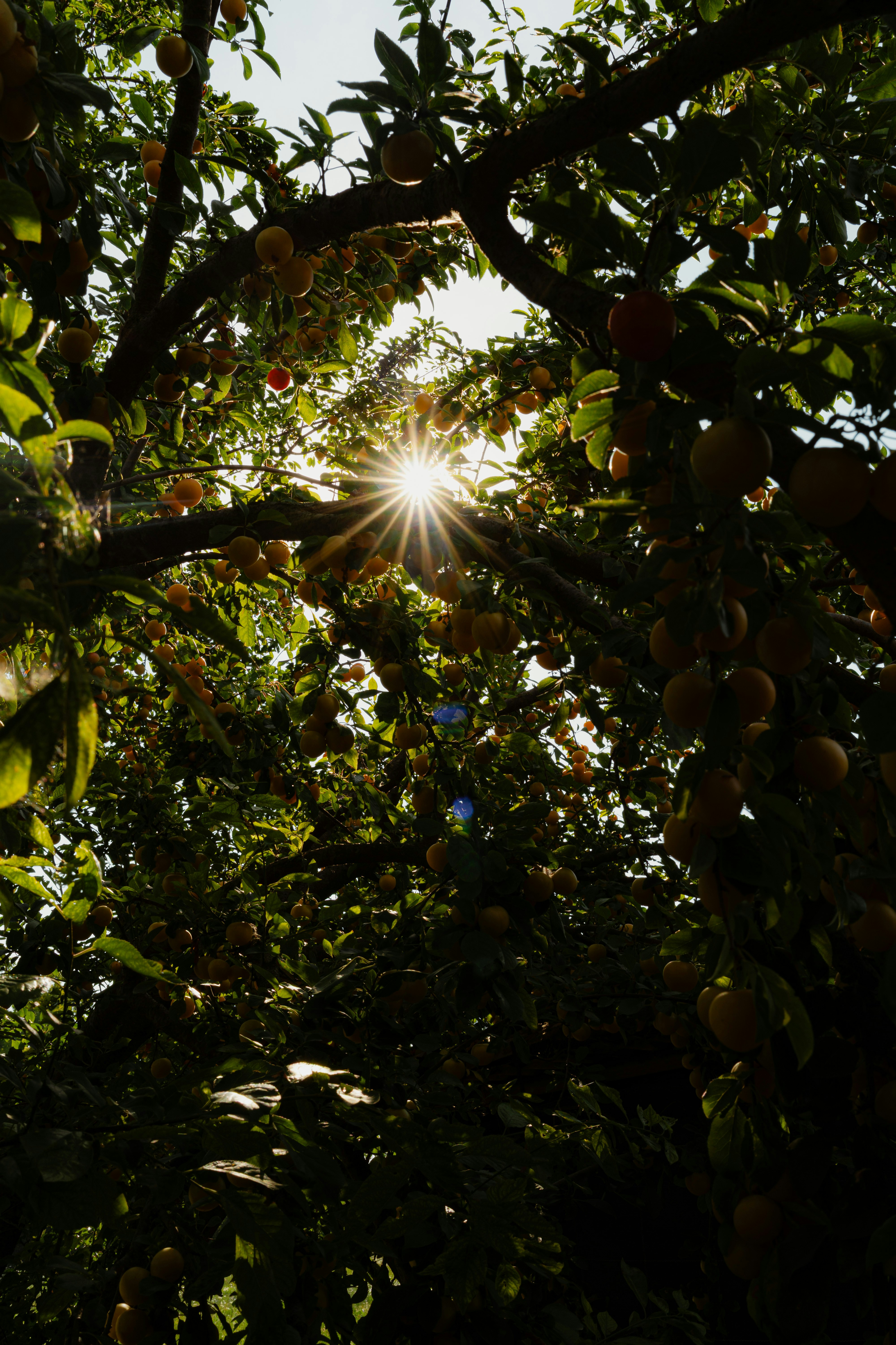 Sunburst Through an Orchard Canopy