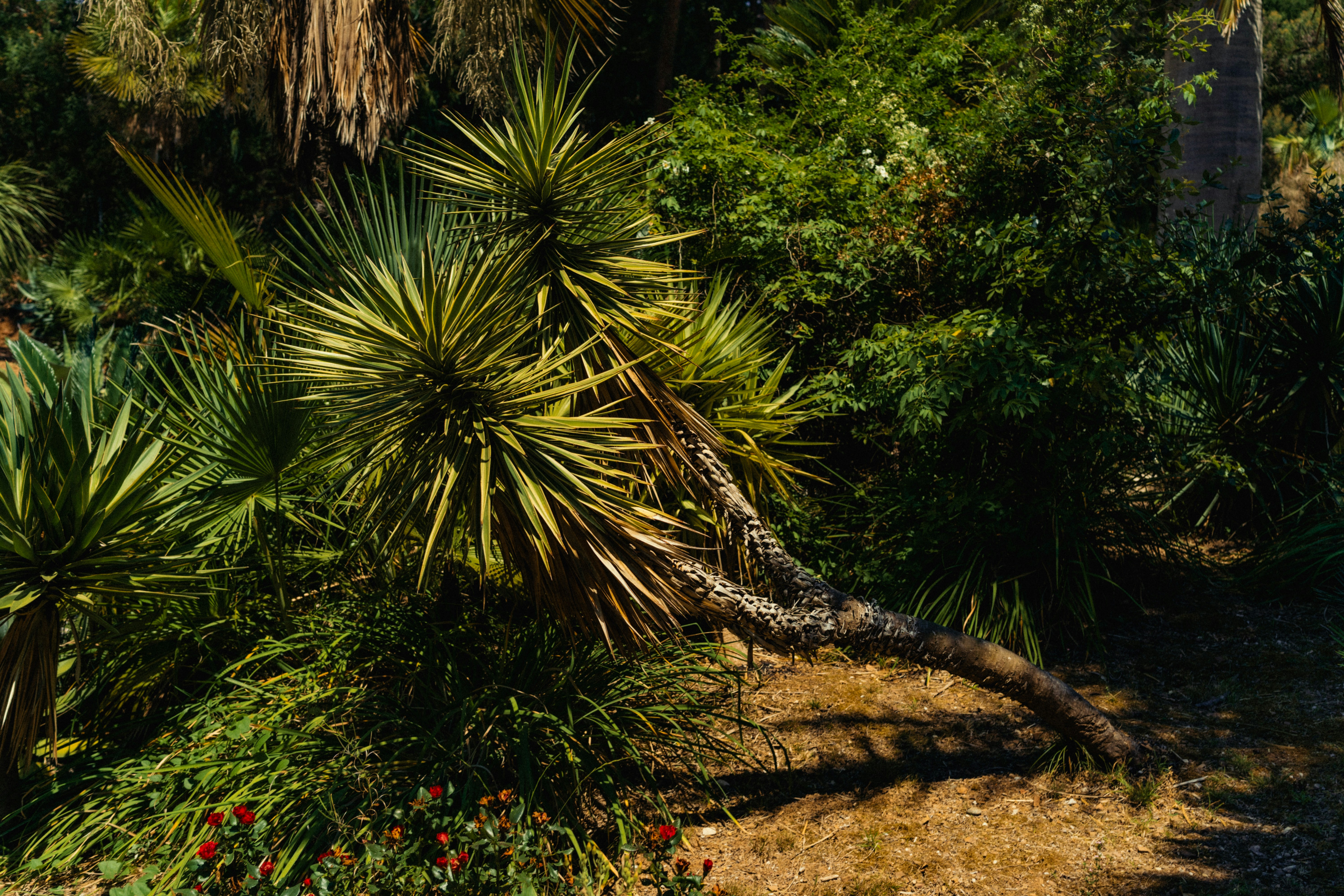 Sunlit Desert Garden with Spiky Foliage and Fallen Branch