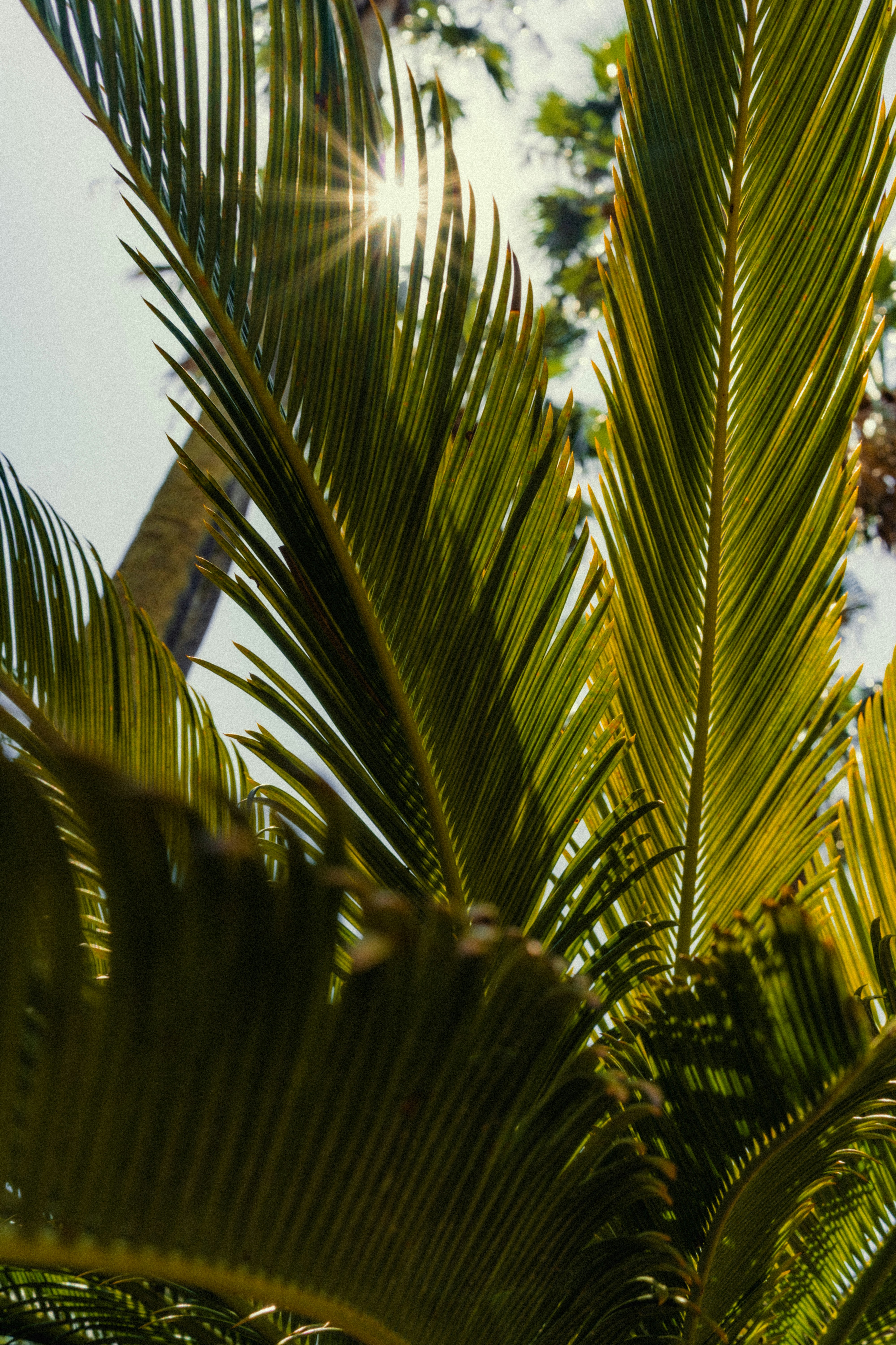 Sunlit Palm Fronds: Golden Stripes Against a Clear Sky