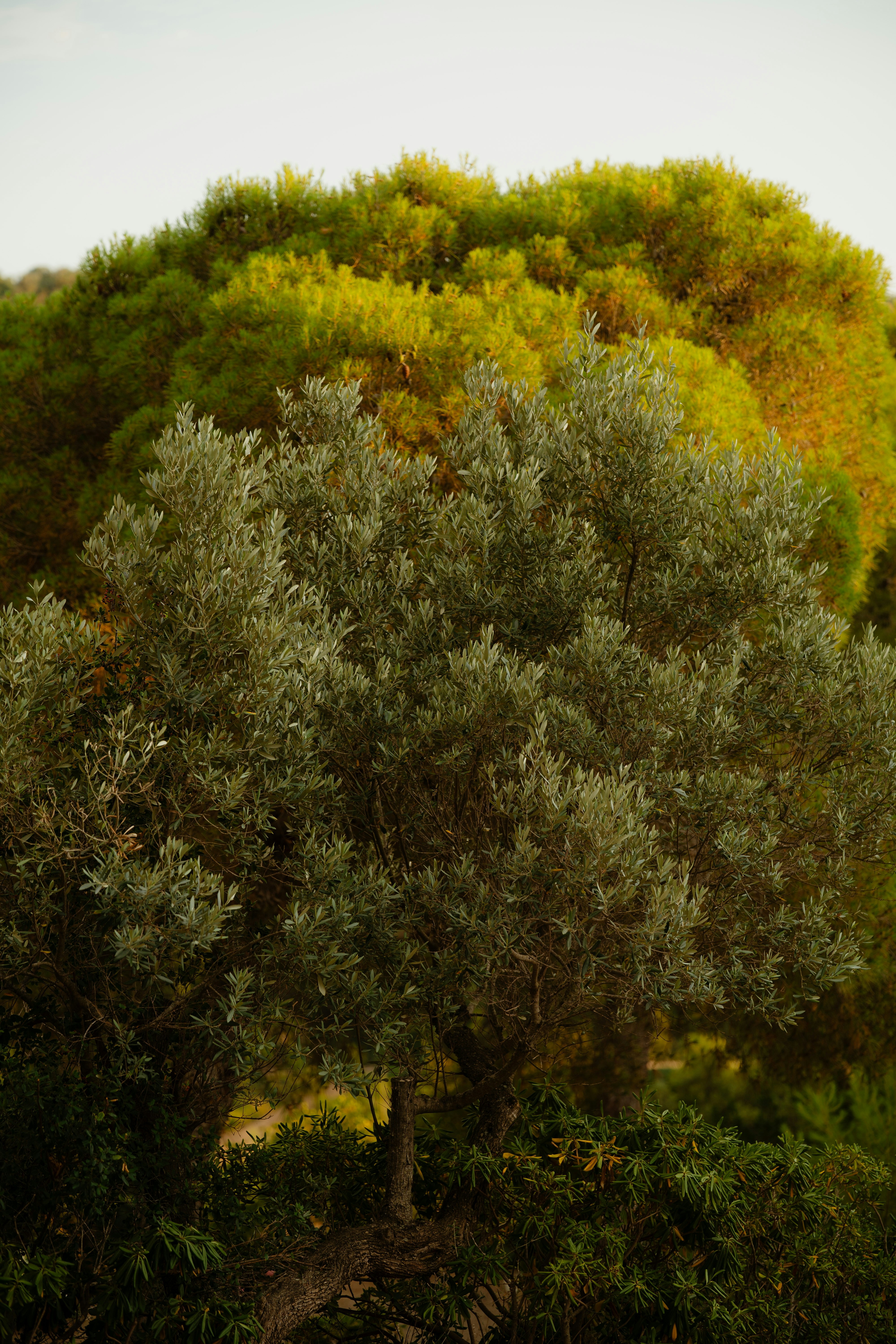 Autumn Canopy: Silvery Green Sage Against Golden Foliage