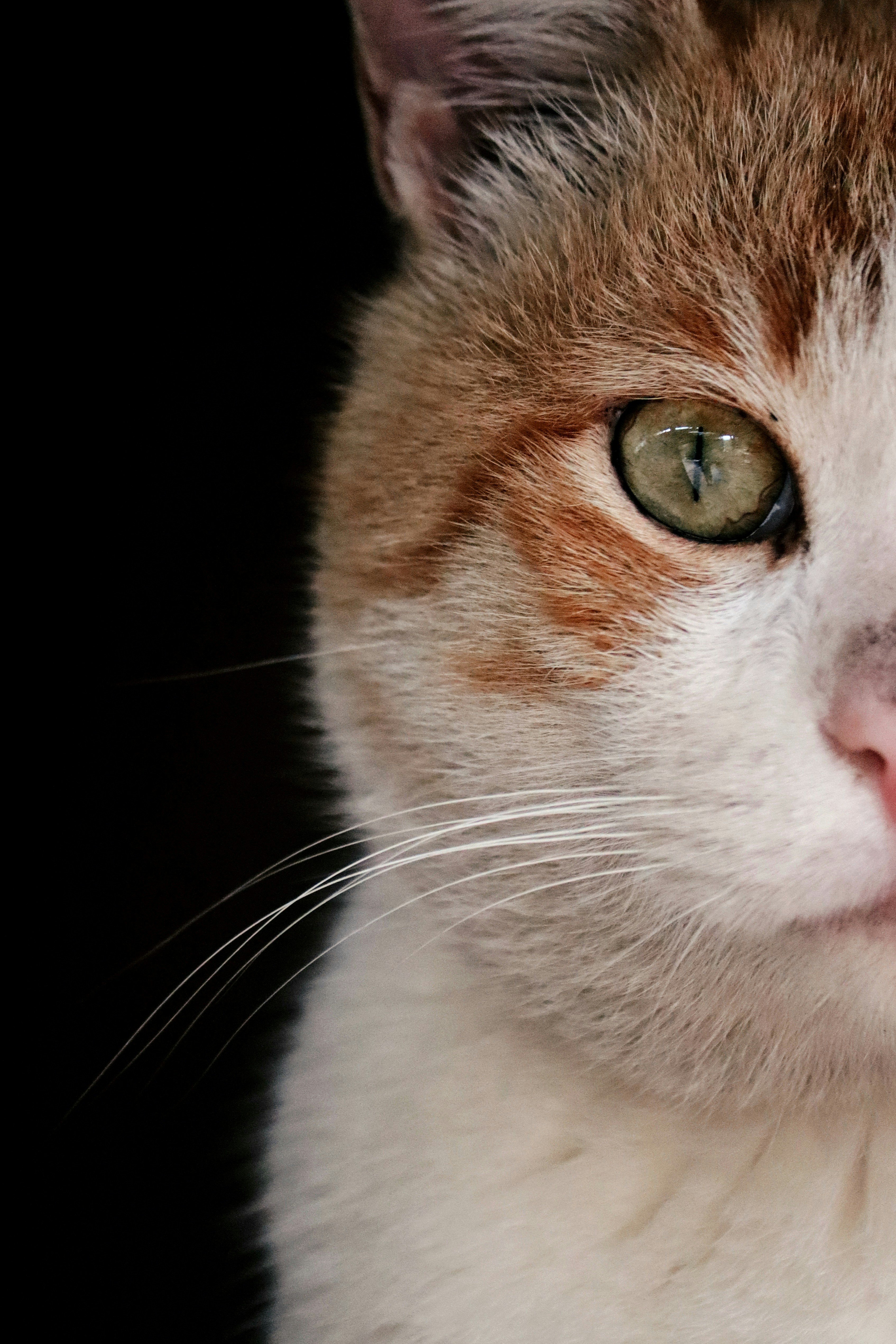 Partial Portrait of a Curious Cat: Close-Up with Golden Eye
