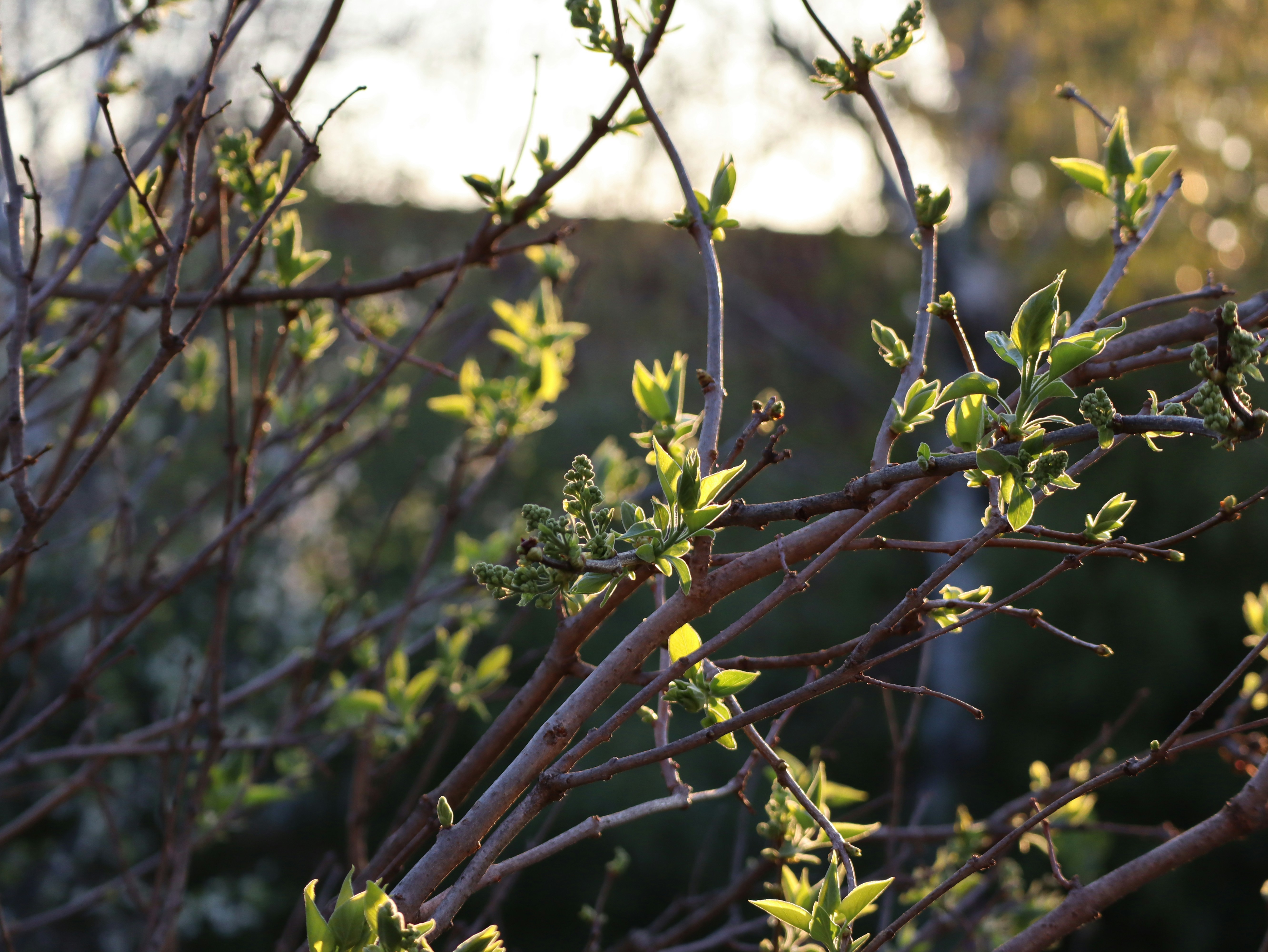 Early Spring Branches: New Green Amid Twisted Twigs