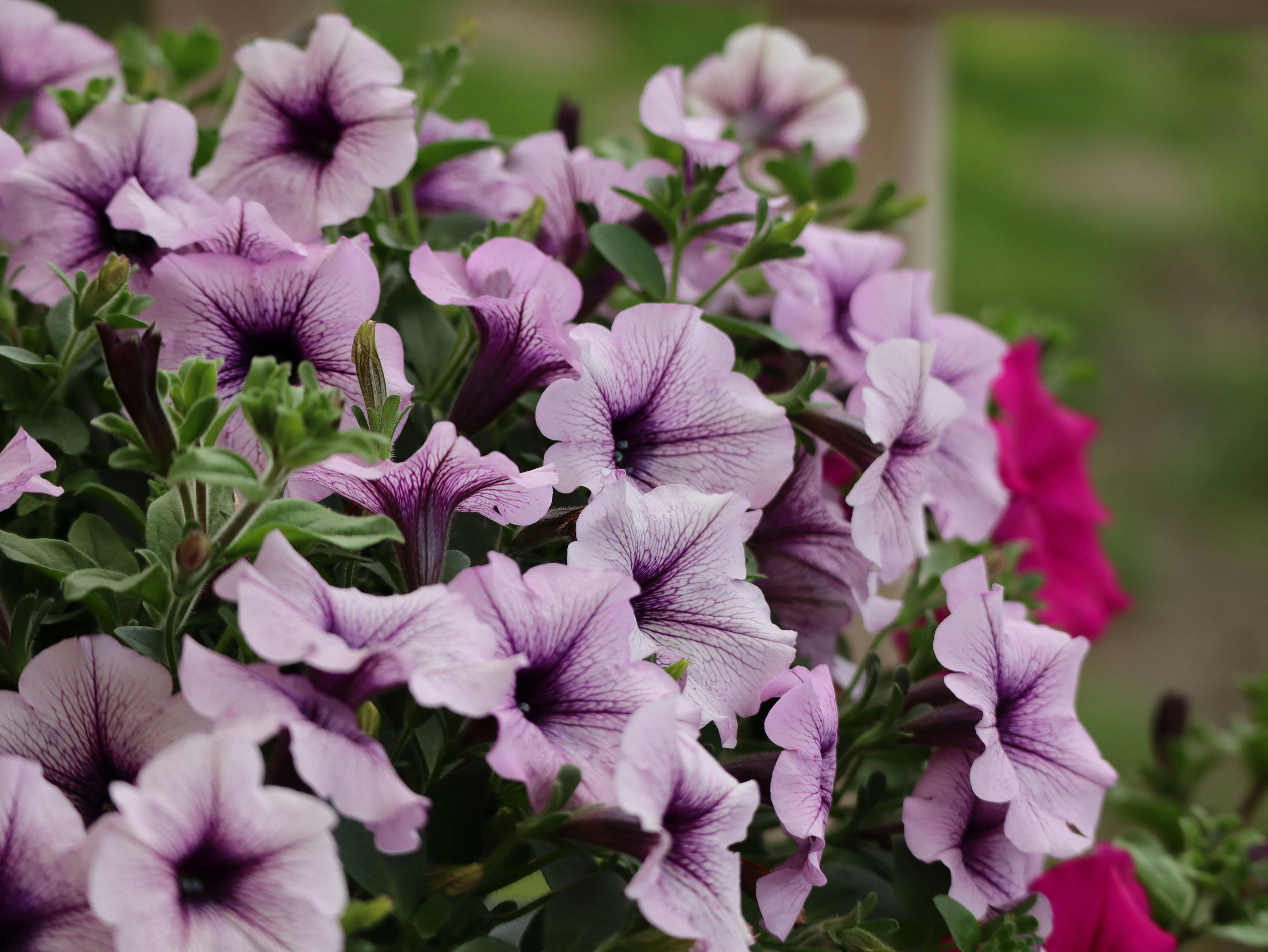 Purple Petals in Soft Focus: Petunias Bask in Gentle Sun