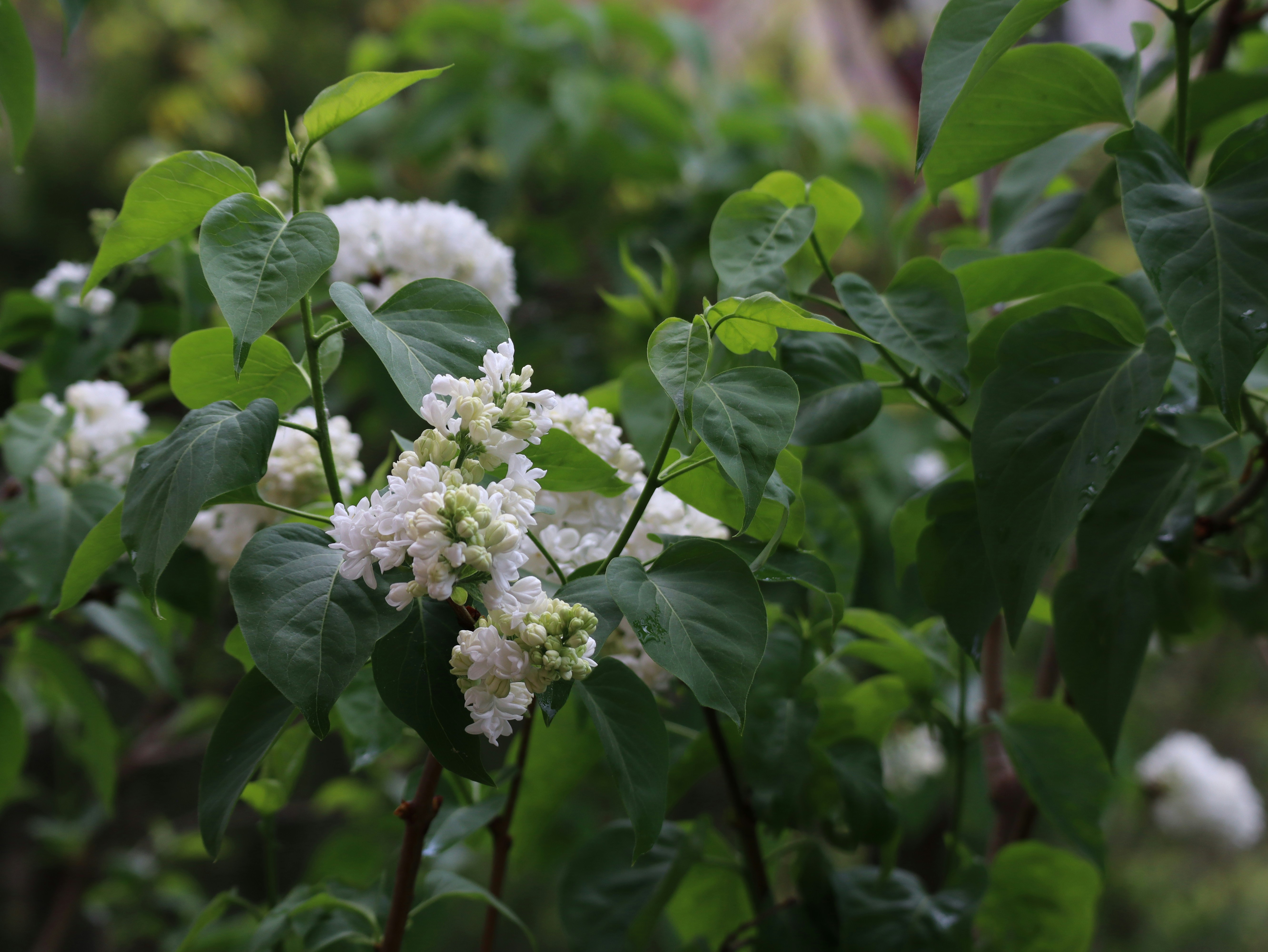 Soft Bloom in a Quiet Garden
