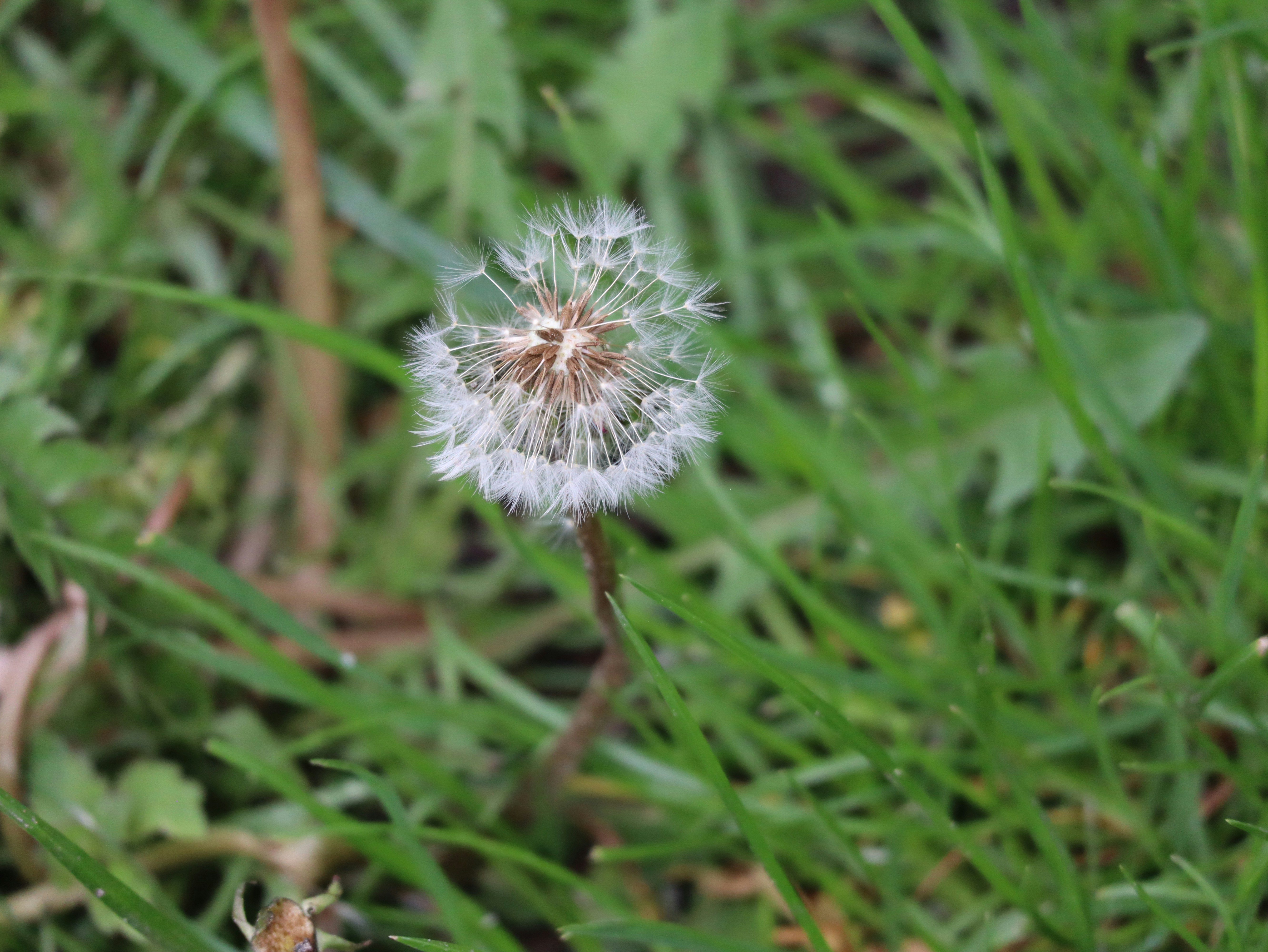 A single dandelion seedhead stands upright amid green grass, its fluff ready to drift apart as the stem remains centered in soft, natural light. The scene emphasizes quiet growth in a small patch of meadow.