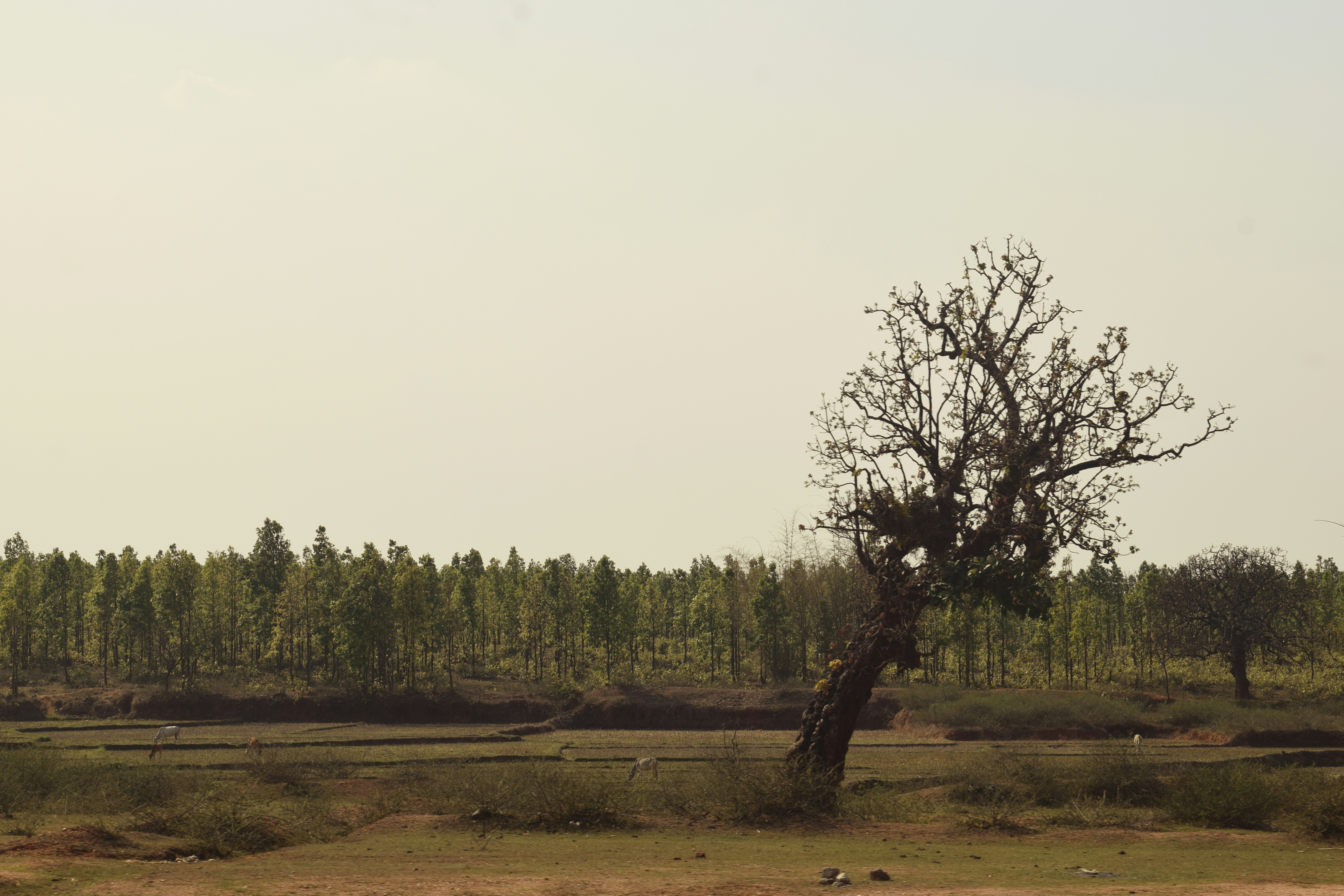 Bent Lone Tree Against the Distant Row of Pines