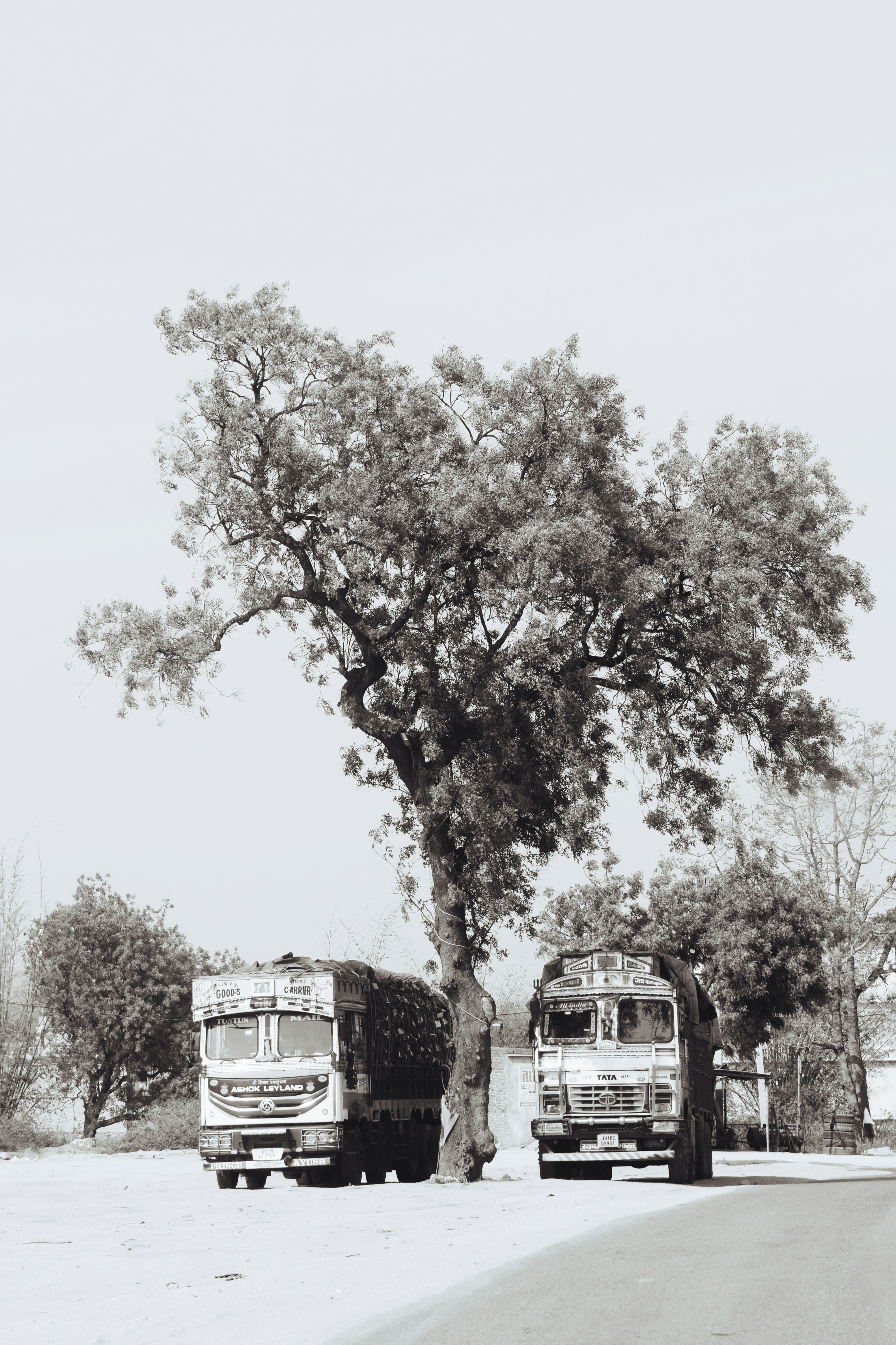 Tree Between Trucks: A Quiet, Sunlit Stand of Roadside Silence