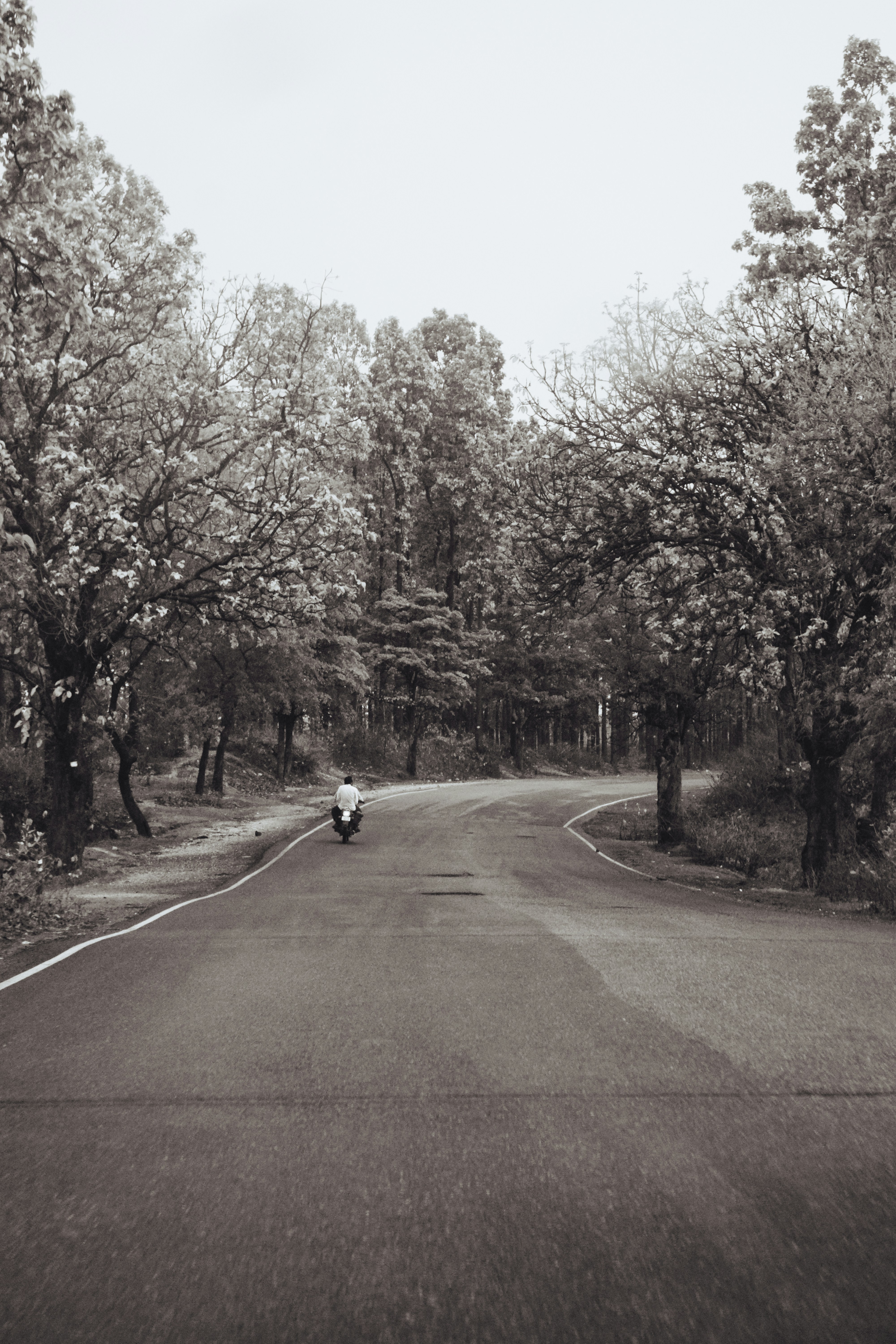 Curved Road Through an Arching Alley of Blossoming Trees