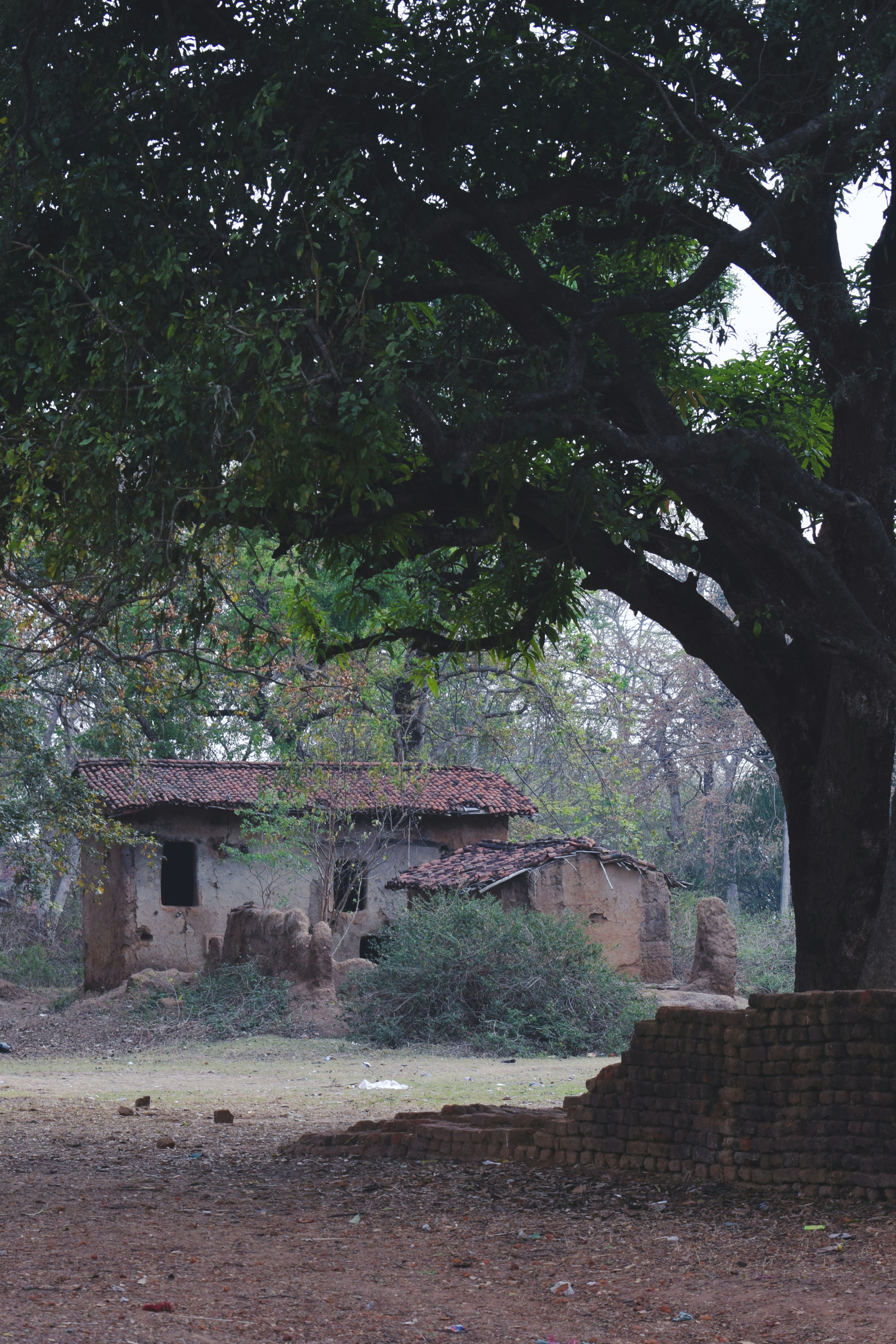 Dramatic Courtyard Echoes under the Ancient Shade
