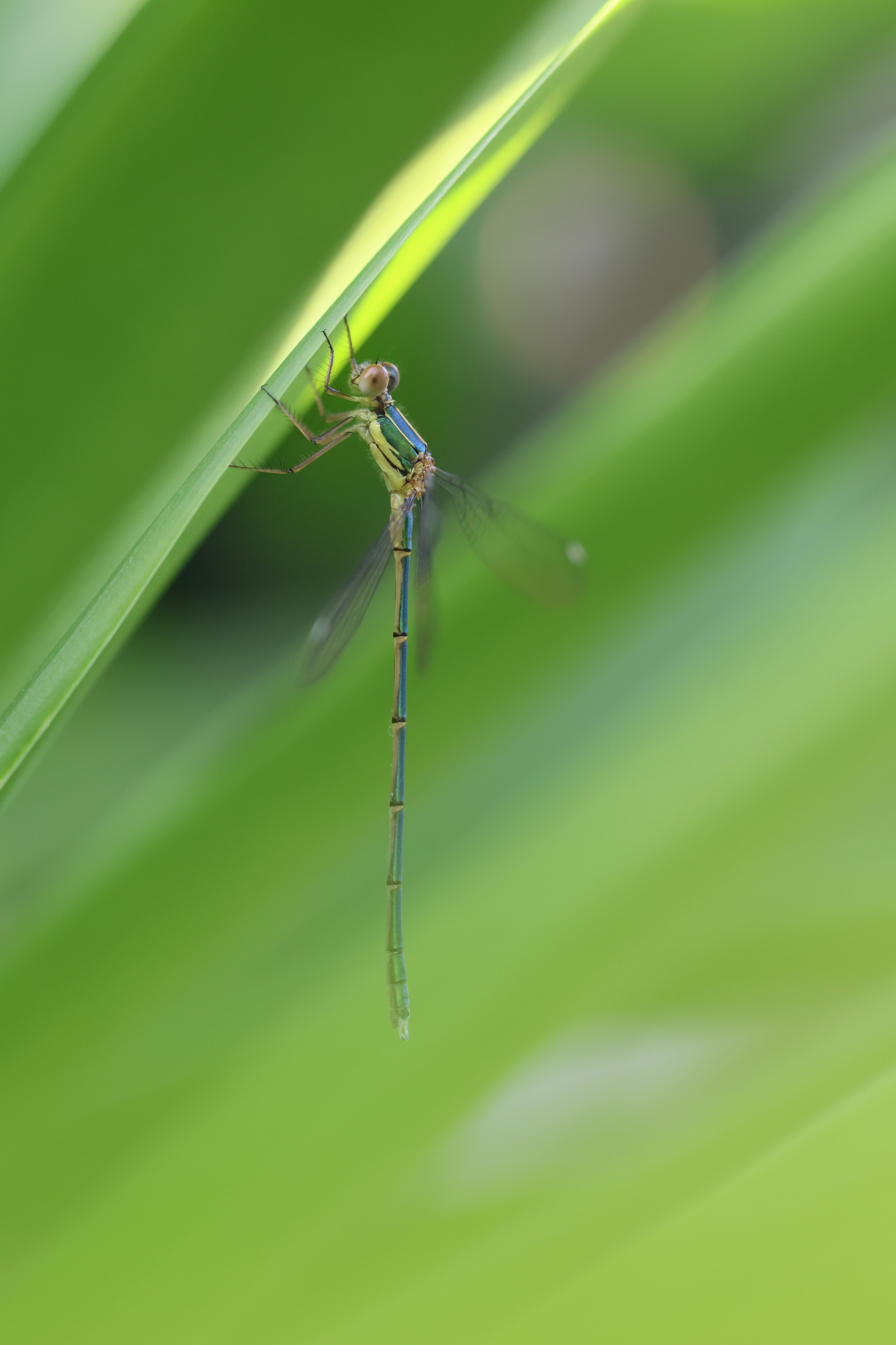 Emerald Damsel Clinging to a Leaf Edge