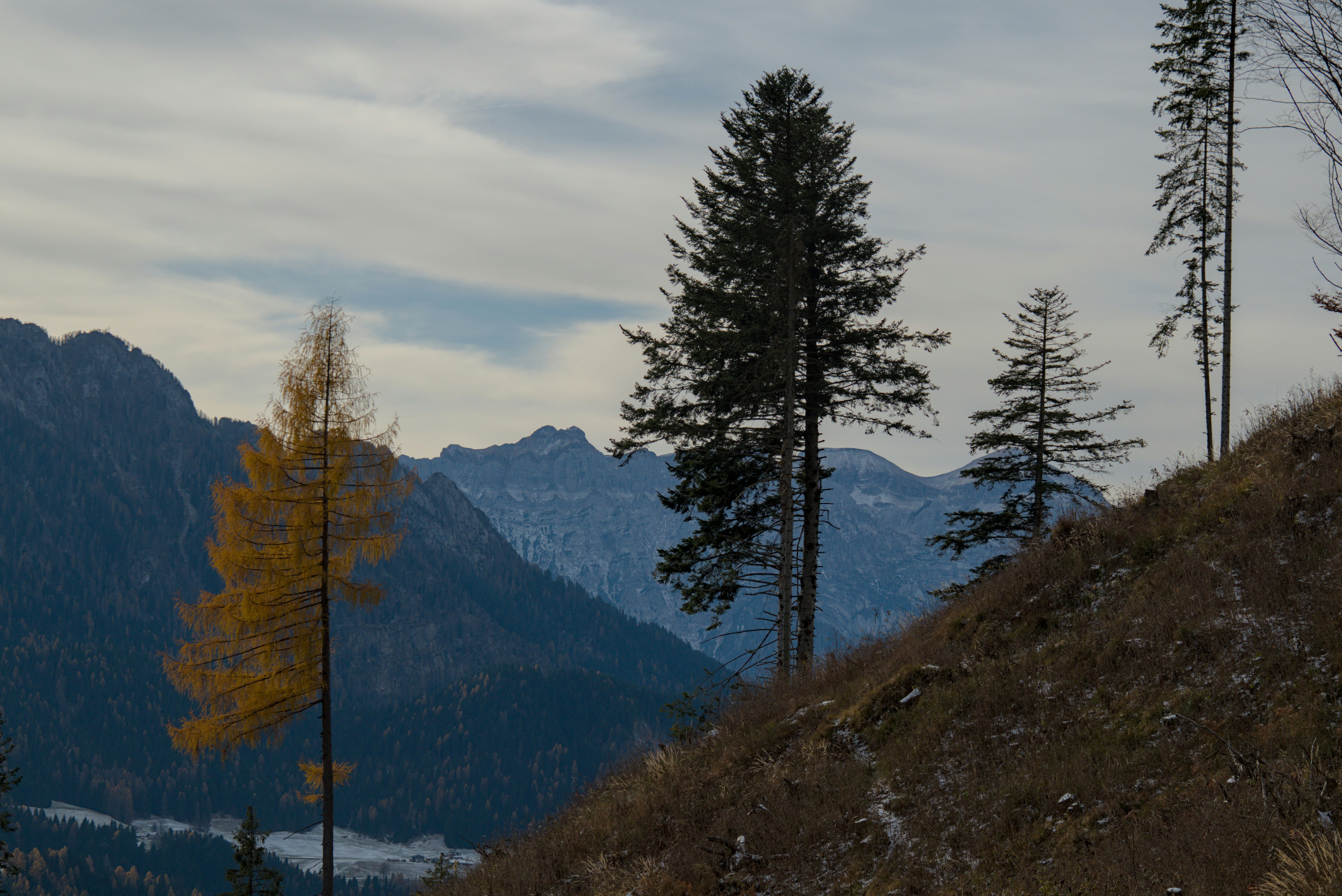 Autumn Pine on a Mountain Slope Under a Cold Sky