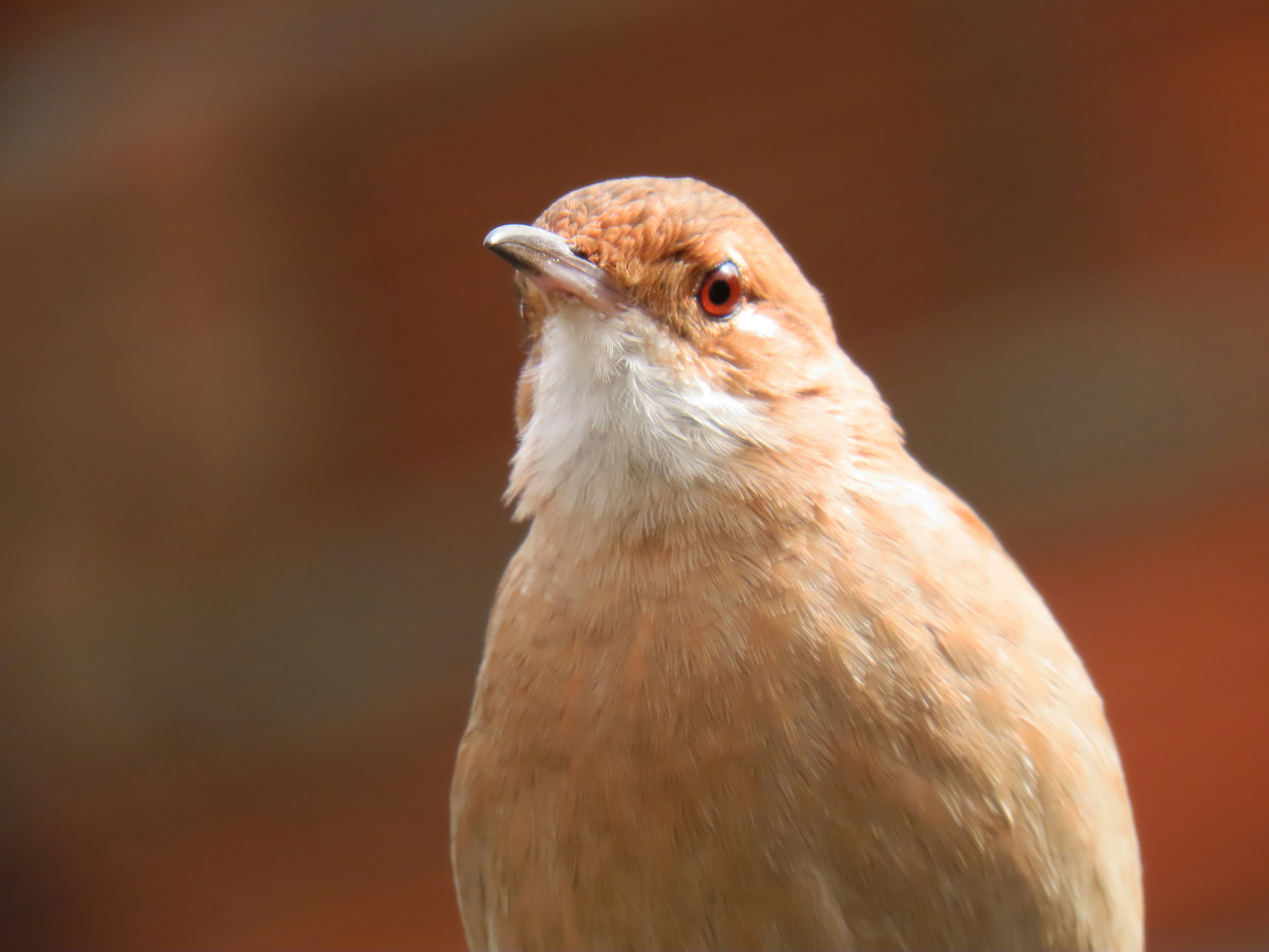 Close-up Portrait of a Rustic Beak and Feathers