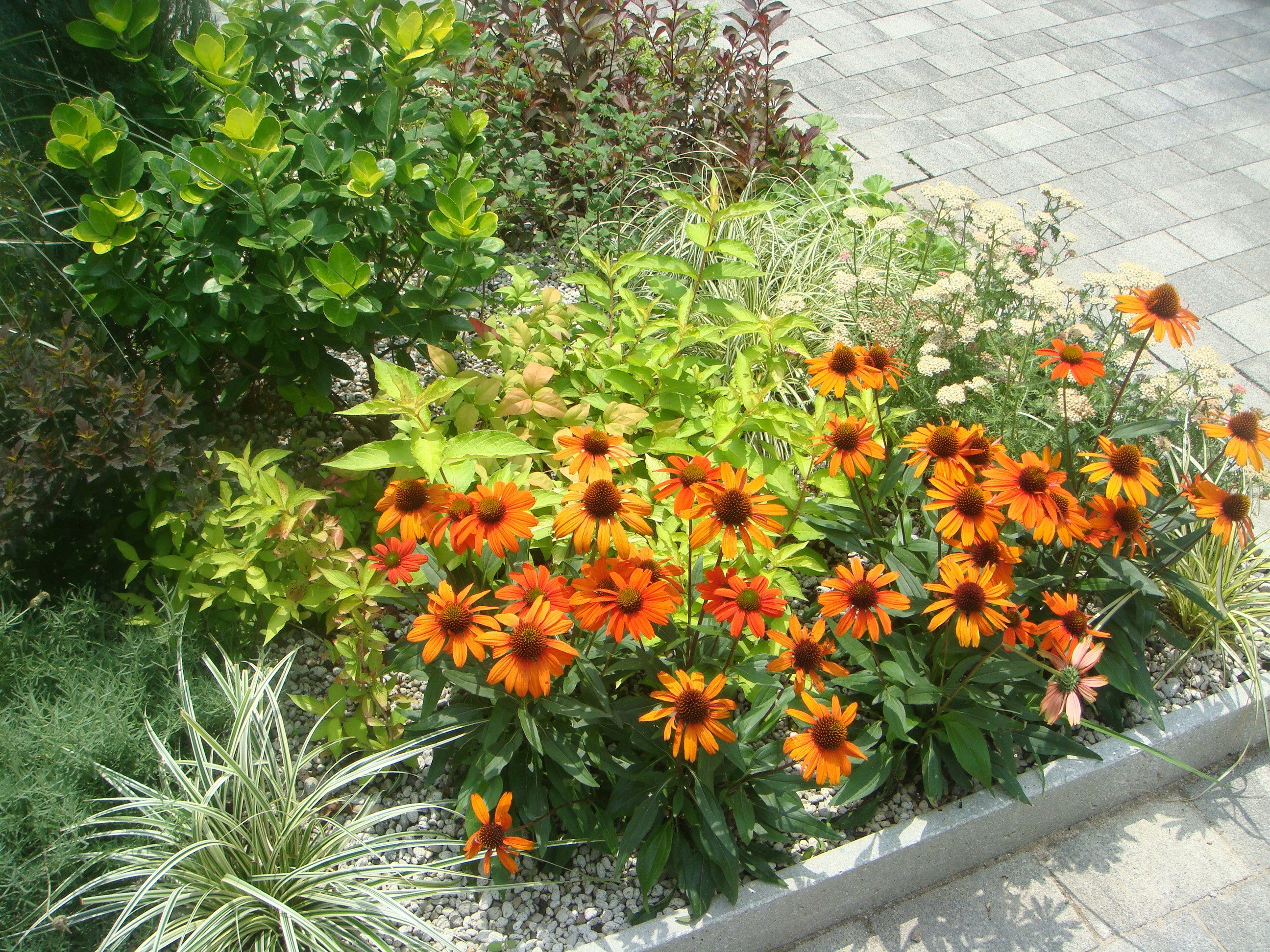 Colorful garden bed with orange coneflowers and diverse green foliage.