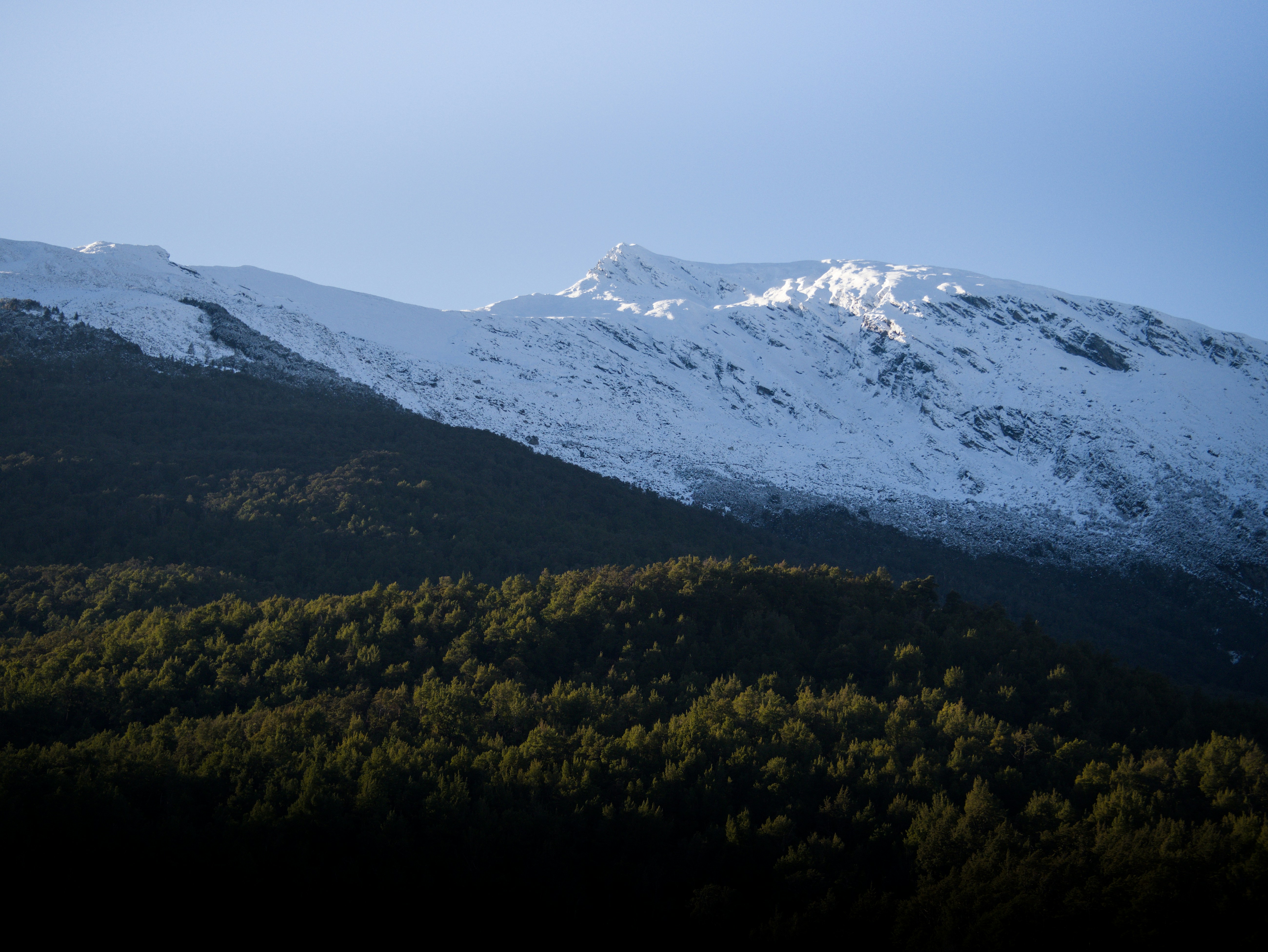 Snow-Capped Ridge Above Pine Foothills at Dusk