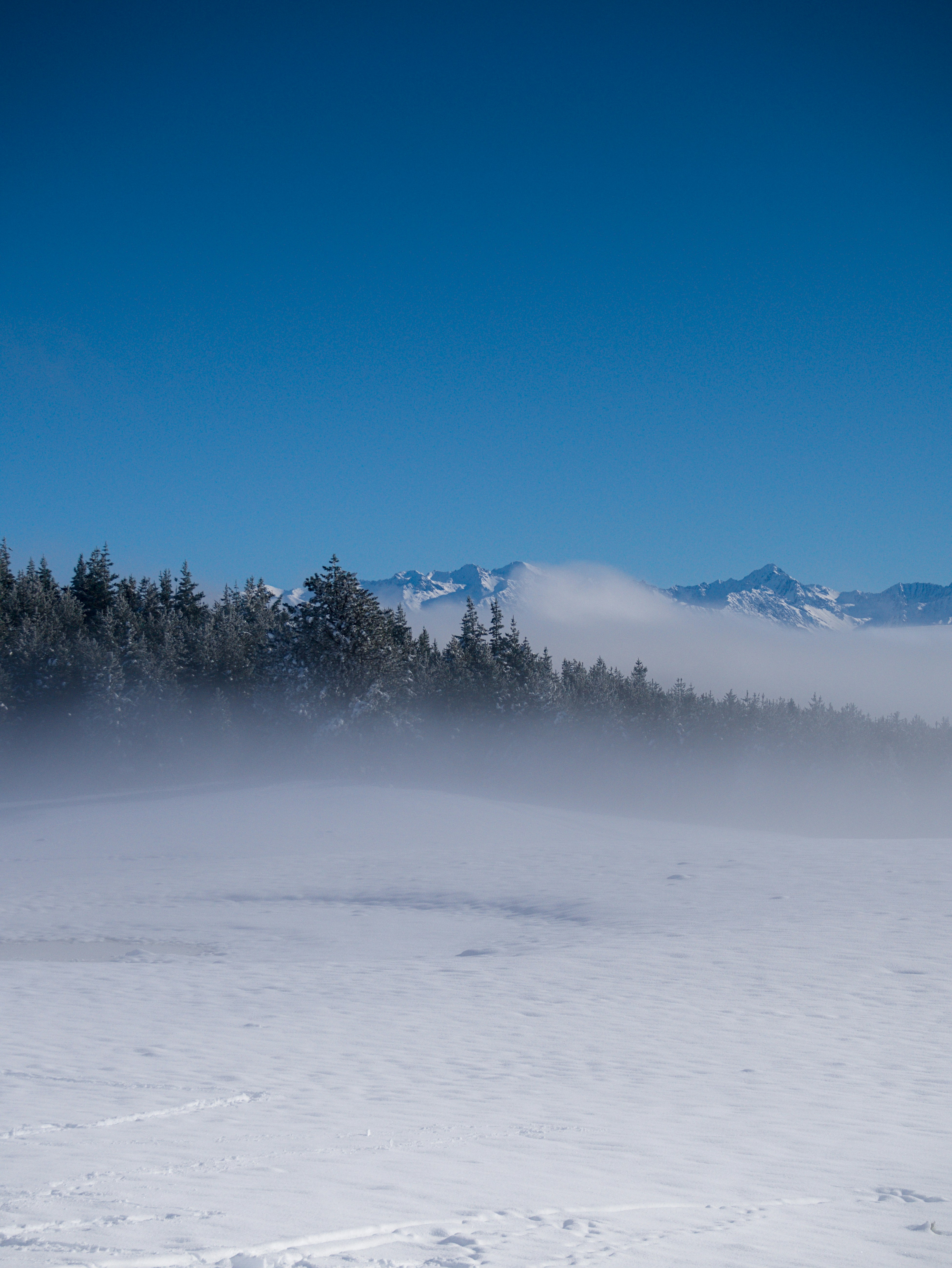 Mist over the Pines: Snowfield beneath a Clear Alpine Sky
